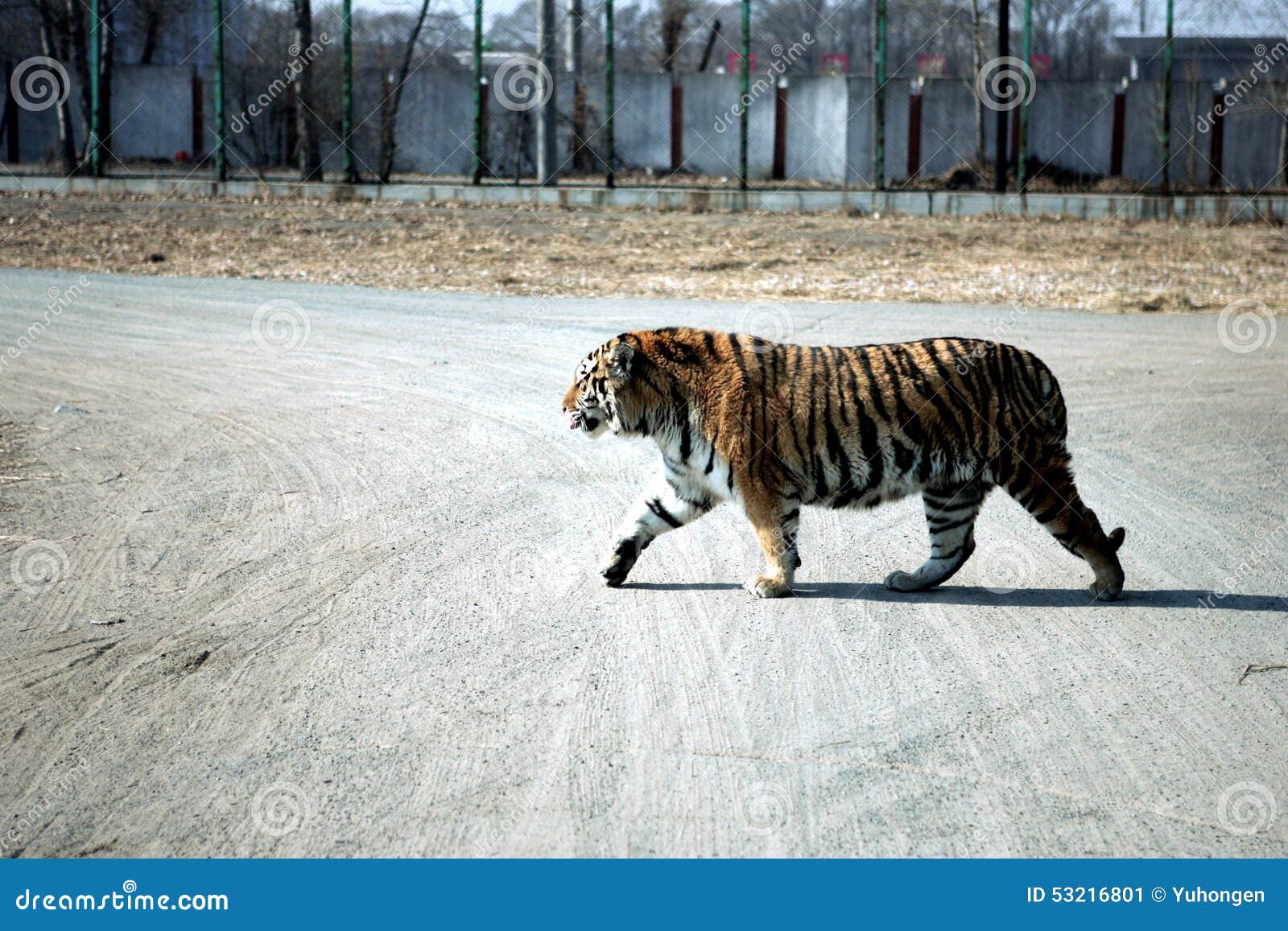 Northeast Tiger editorial photo. Image of yellow, animal - 53216801