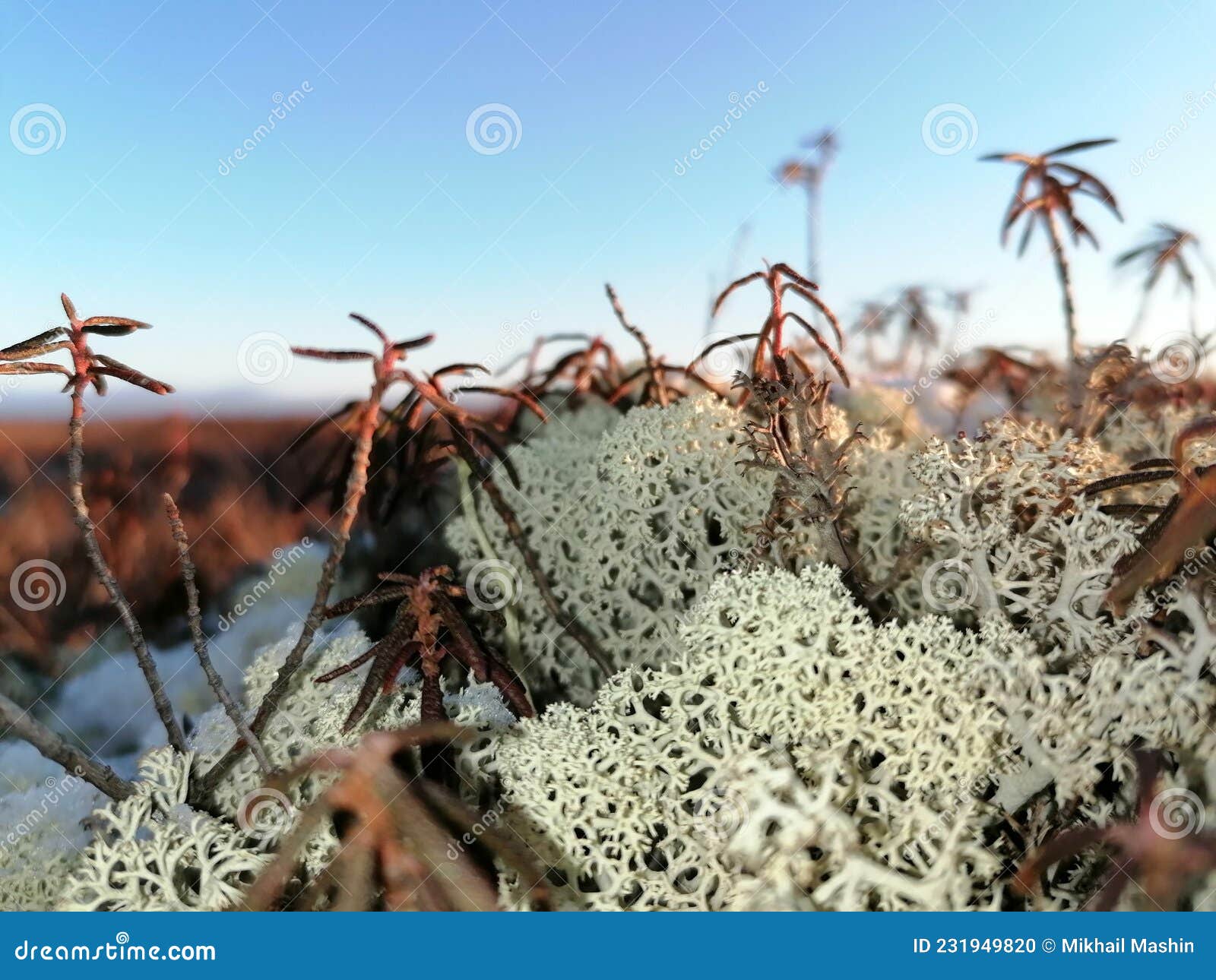 Northen Reindeer Moss Tundra Nature of Yamal Stock Photo - Image of ...