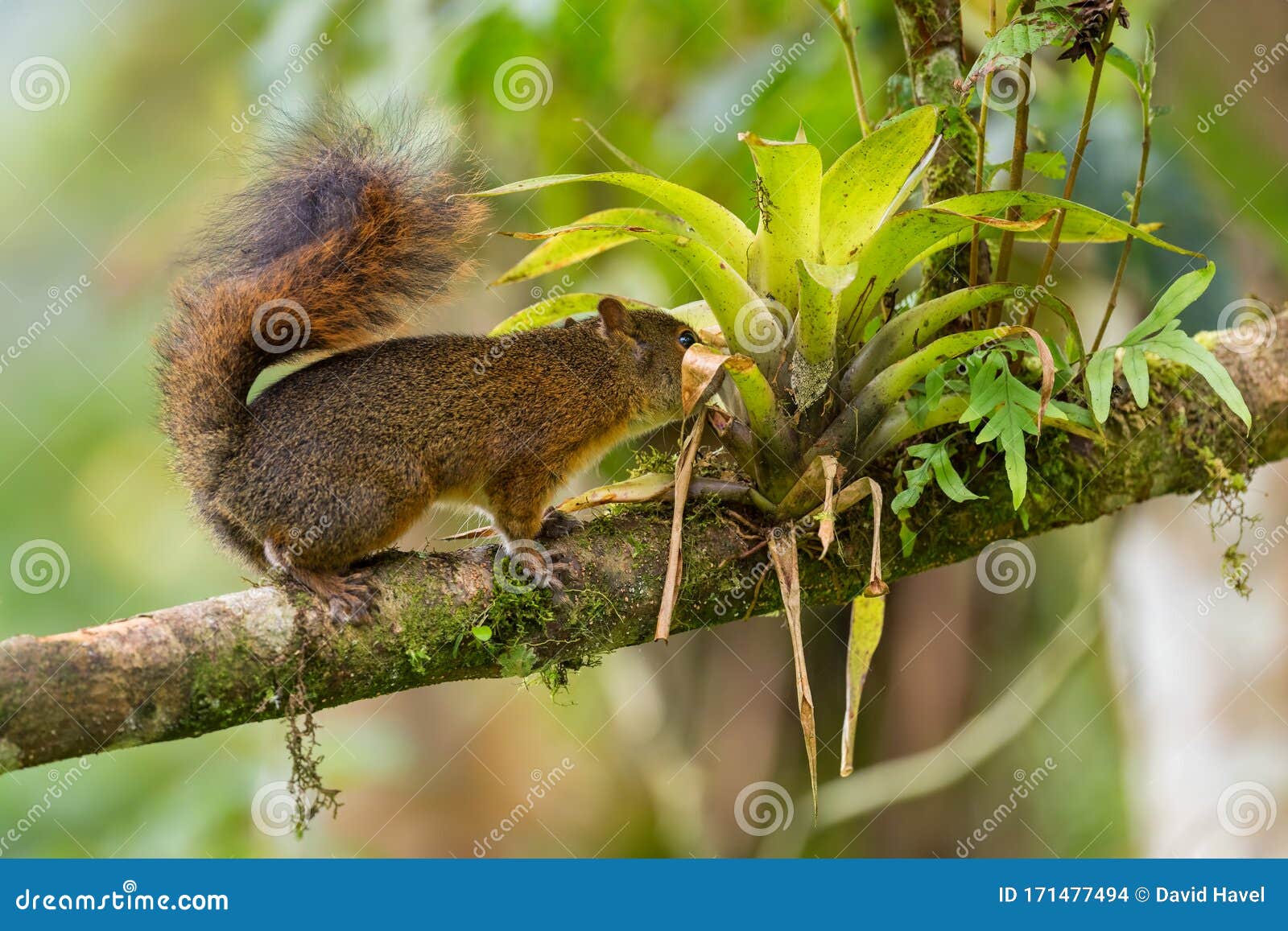 Northern Amazon Red Squirrel - Sciurus Igniventris Stock Photo - Image ...