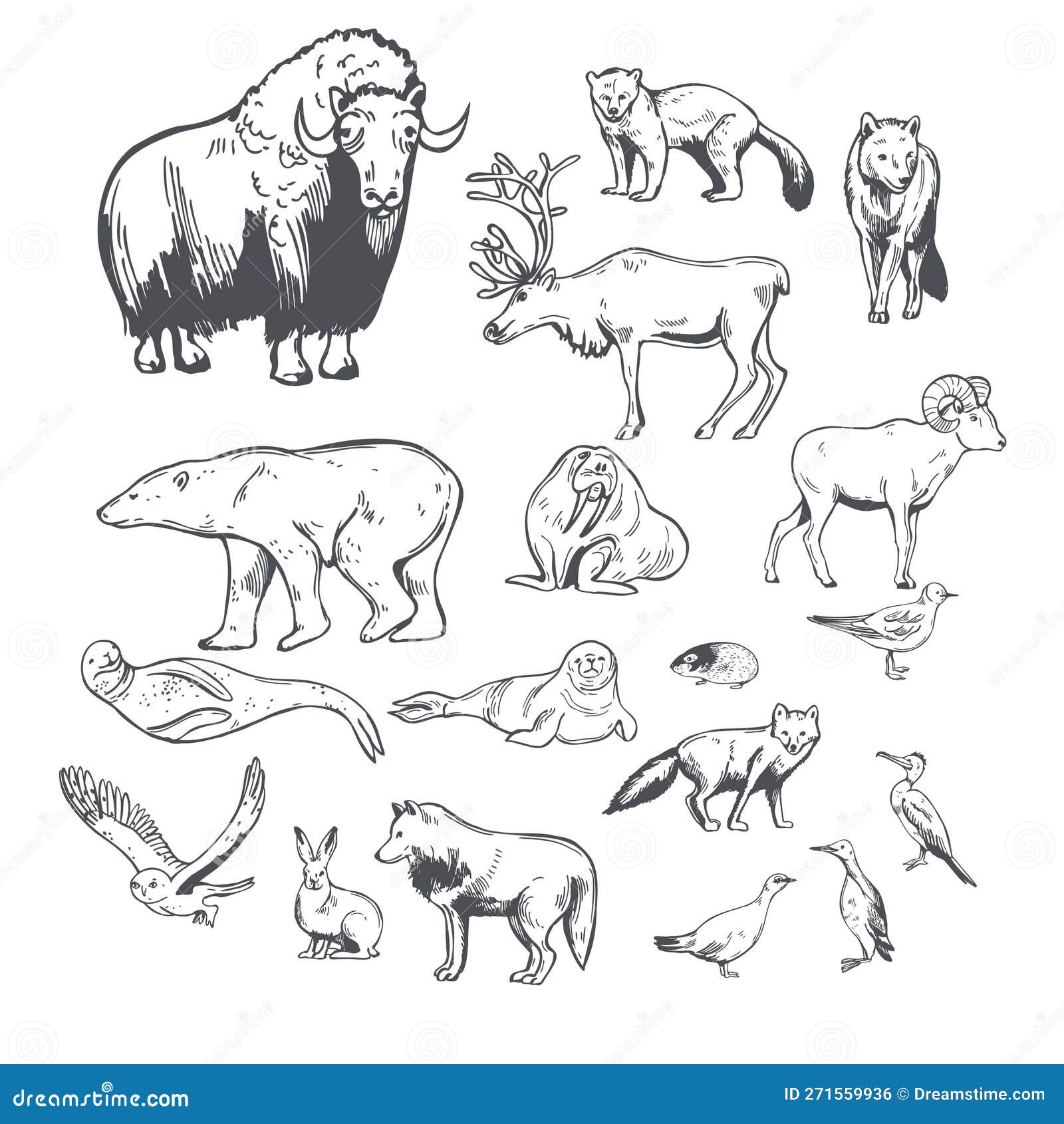 Northern Animals-watercolor Set Isolated On White Backdrop Royalty-Free ...