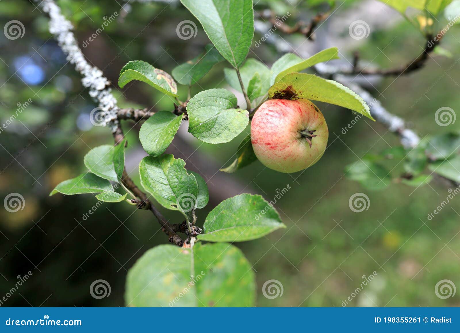 Northern apple tree stock image. Image of green, backyard - 198355261