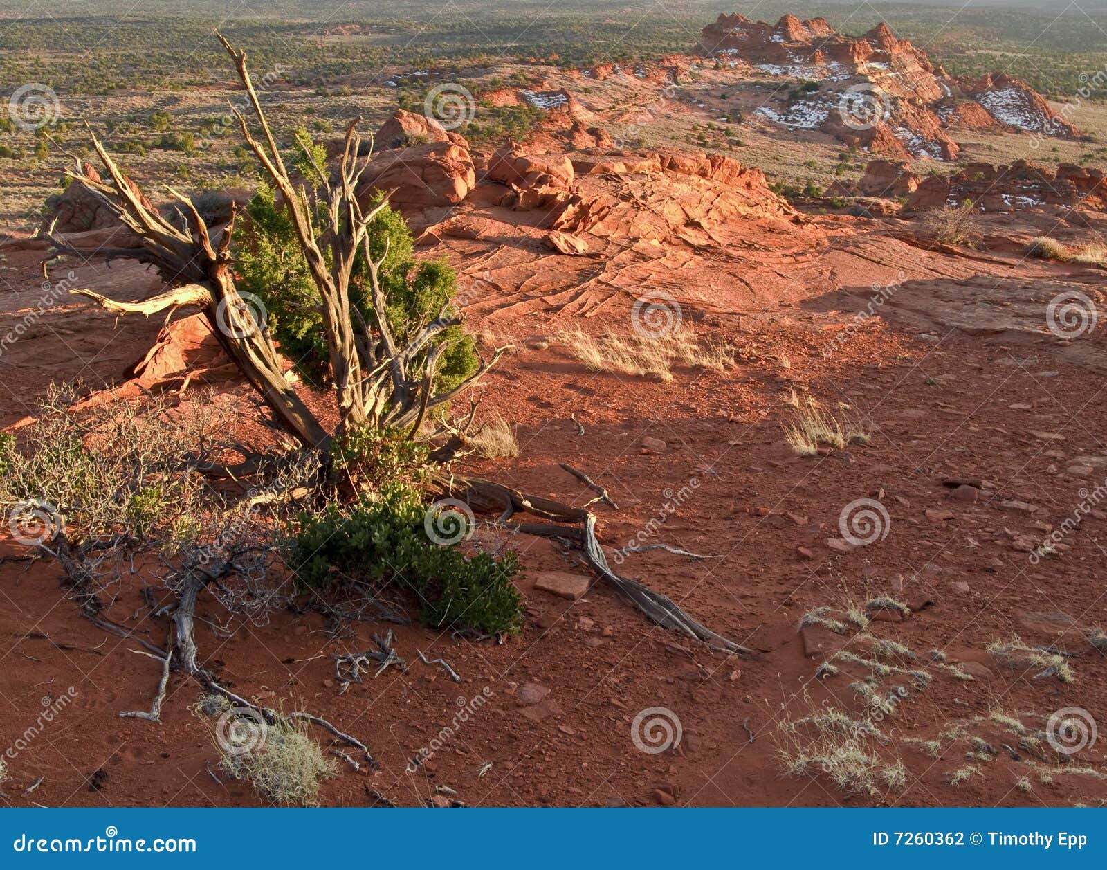 Northern Arizona Wilderness Stock Photo - Image of wilderness, arid ...
