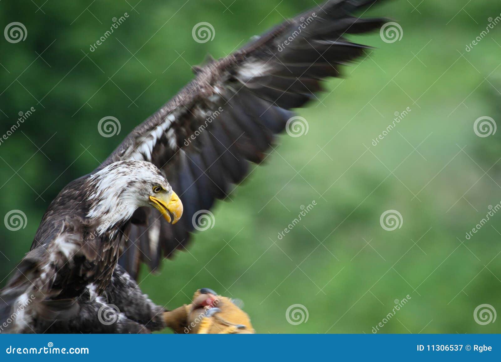 Northern bald eagle stock image. Image of bald, catch - 11306537