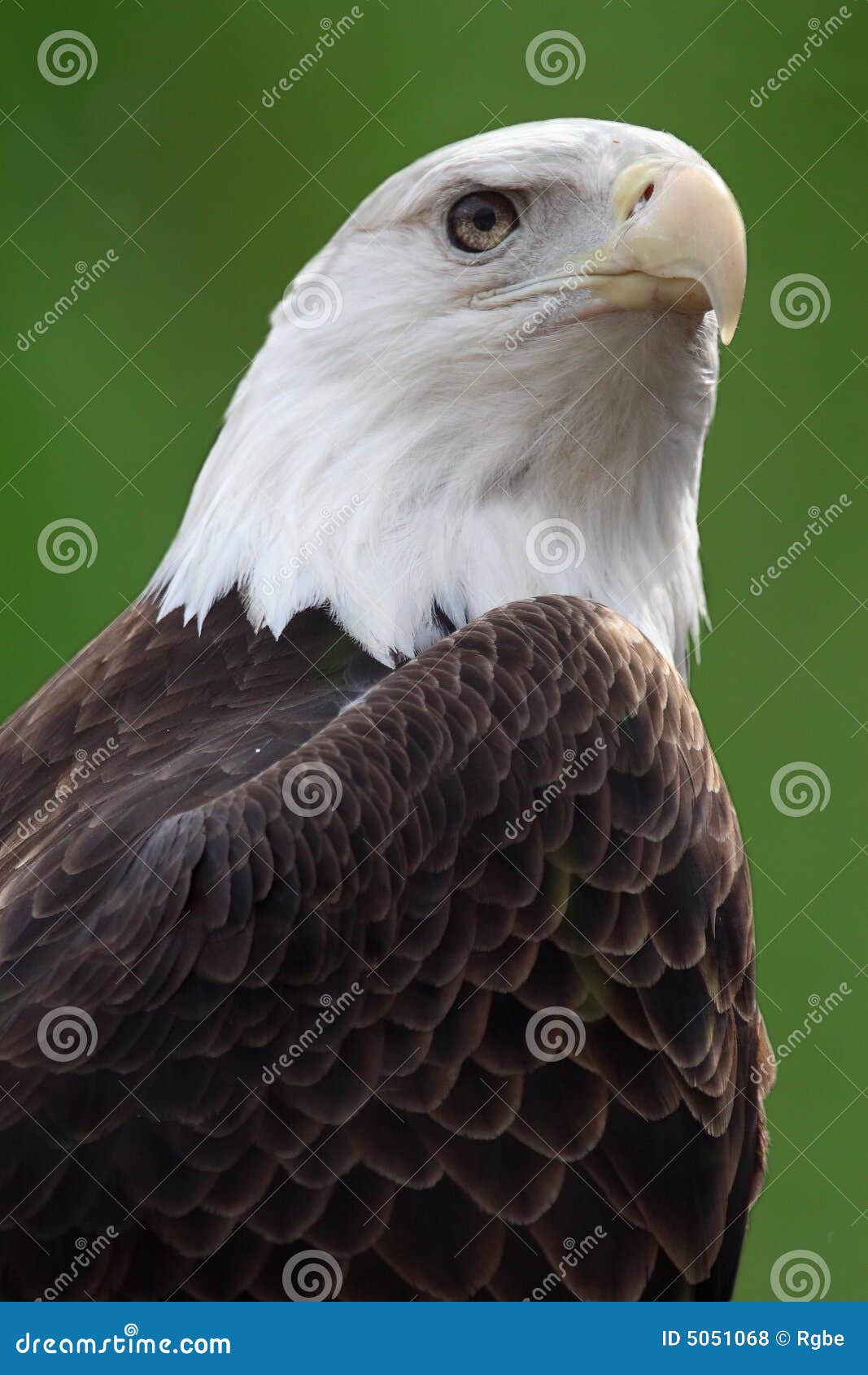 Northern bald eagle stock photo. Image of close, symbol - 5051068