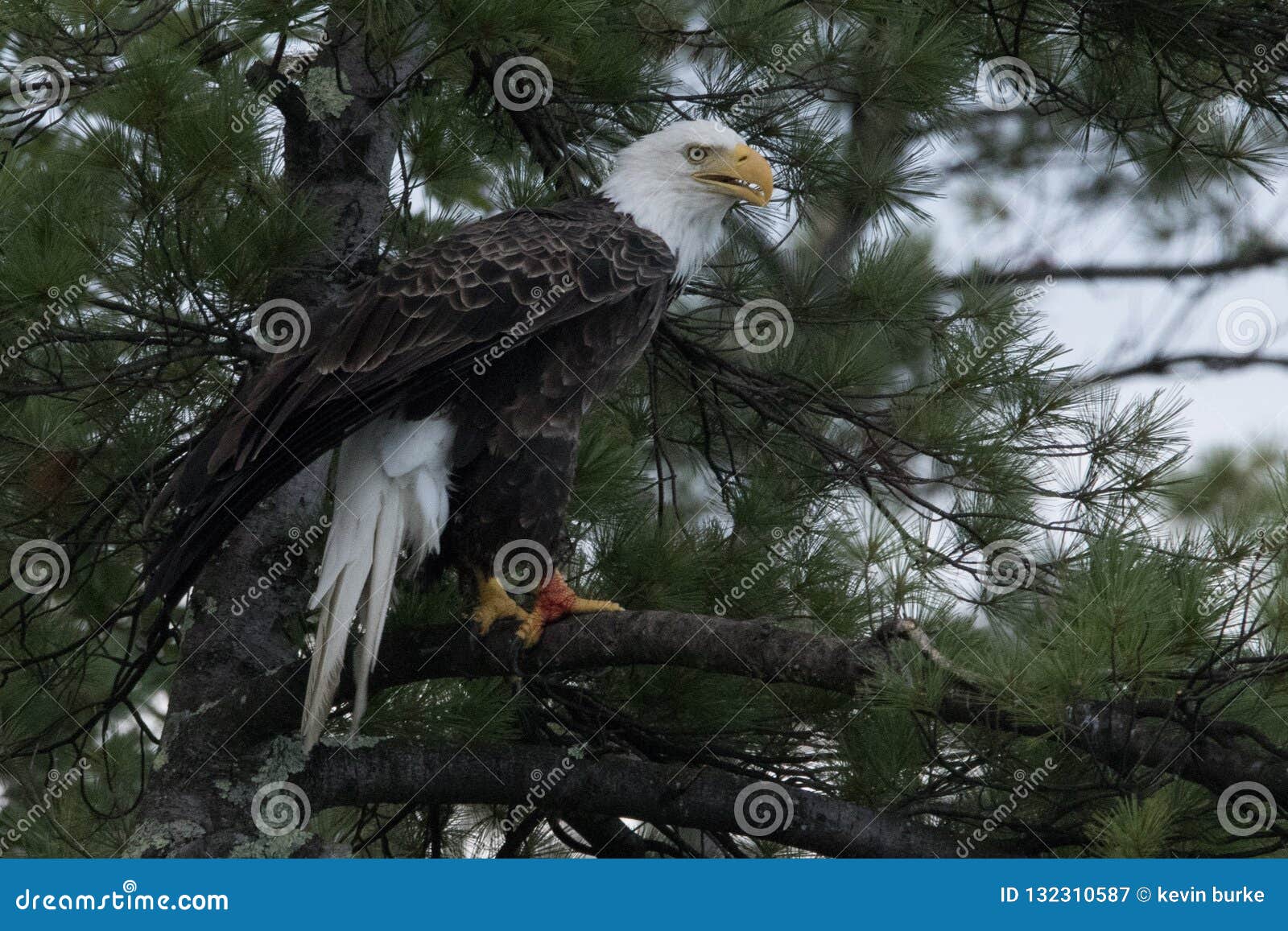 Northern Bald Eagle in Green Pine Stock Image - Image of pine, bald ... Northern Bald Eagle in Green Pine Stock Image - Image of pine, bald ...