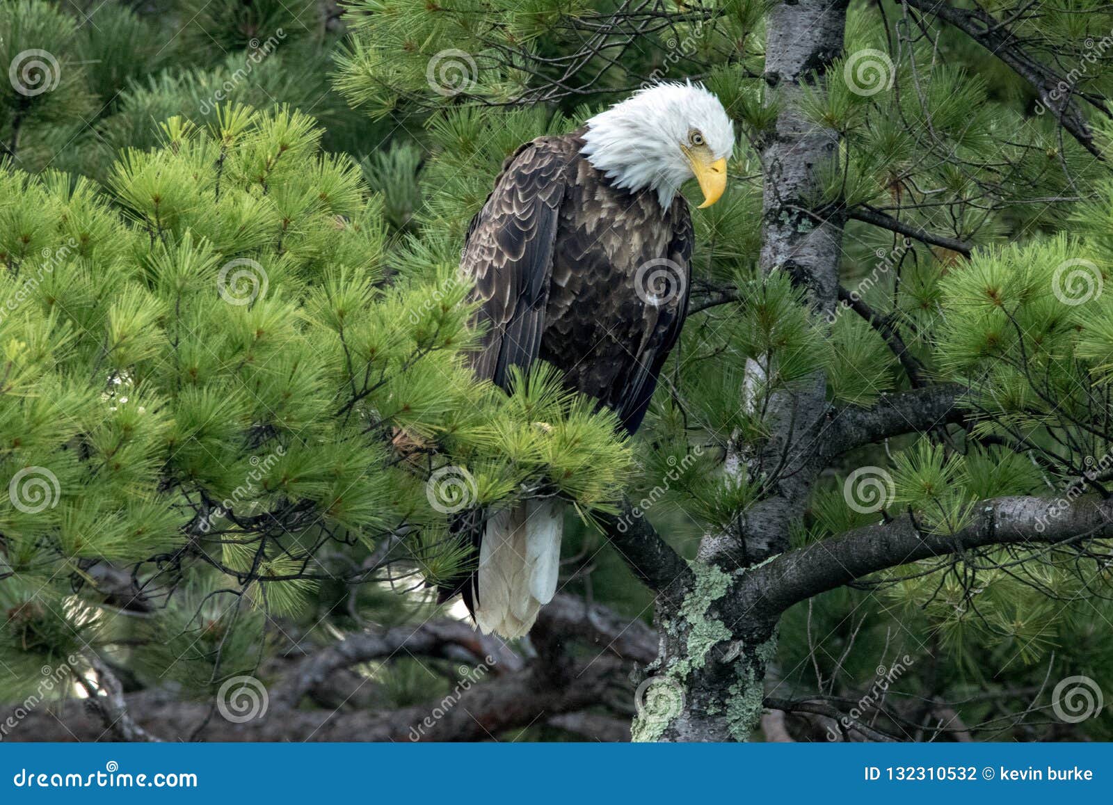 Northern Bald Eagle in Green Pine Stock Photo - Image of fishing ...