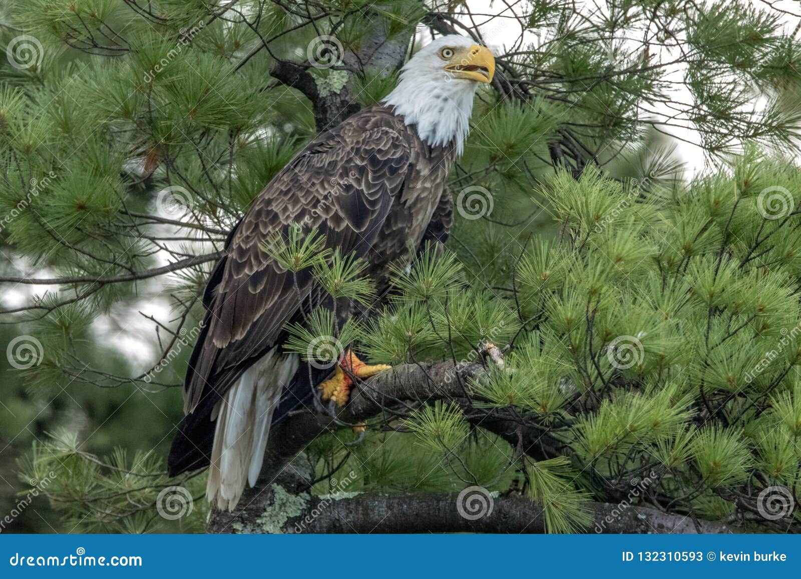 Northern Bald Eagle in Green Pine Stock Image - Image of wounded, eagle ... Northern Bald Eagle in Green Pine Stock Image - Image of wounded, eagle ...