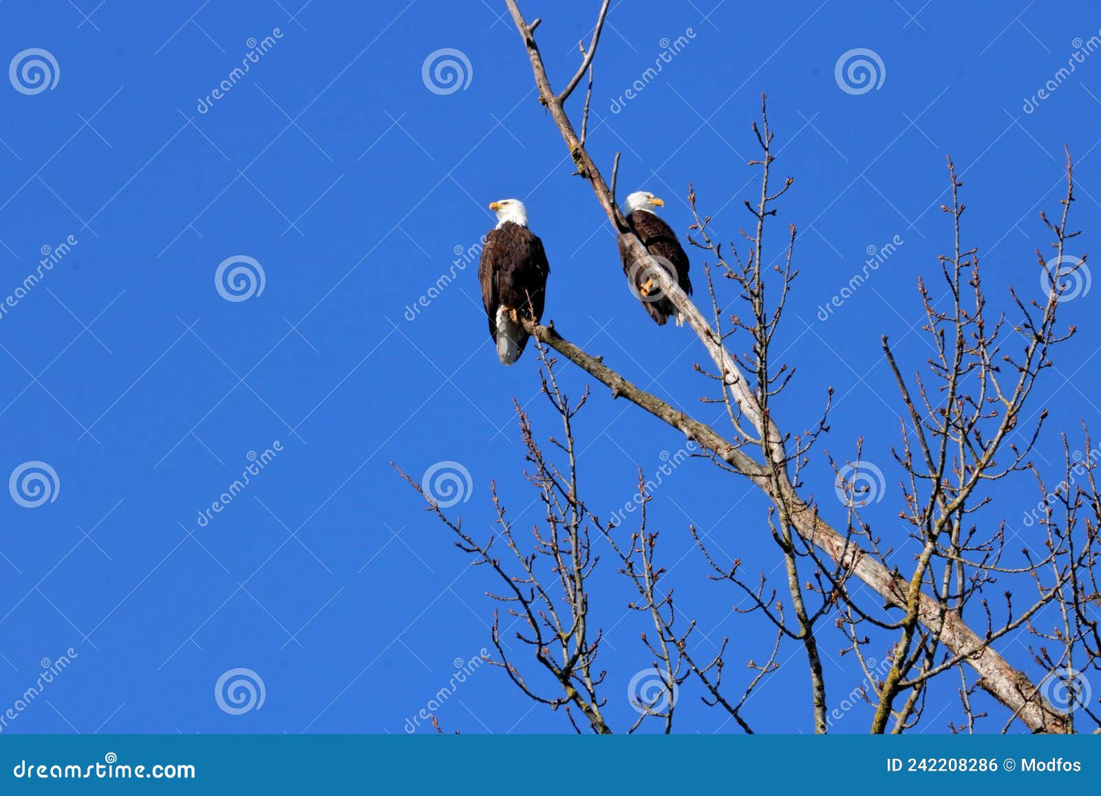 Northern Bald Eagle Pair stock photo. Image of partners - 242208286