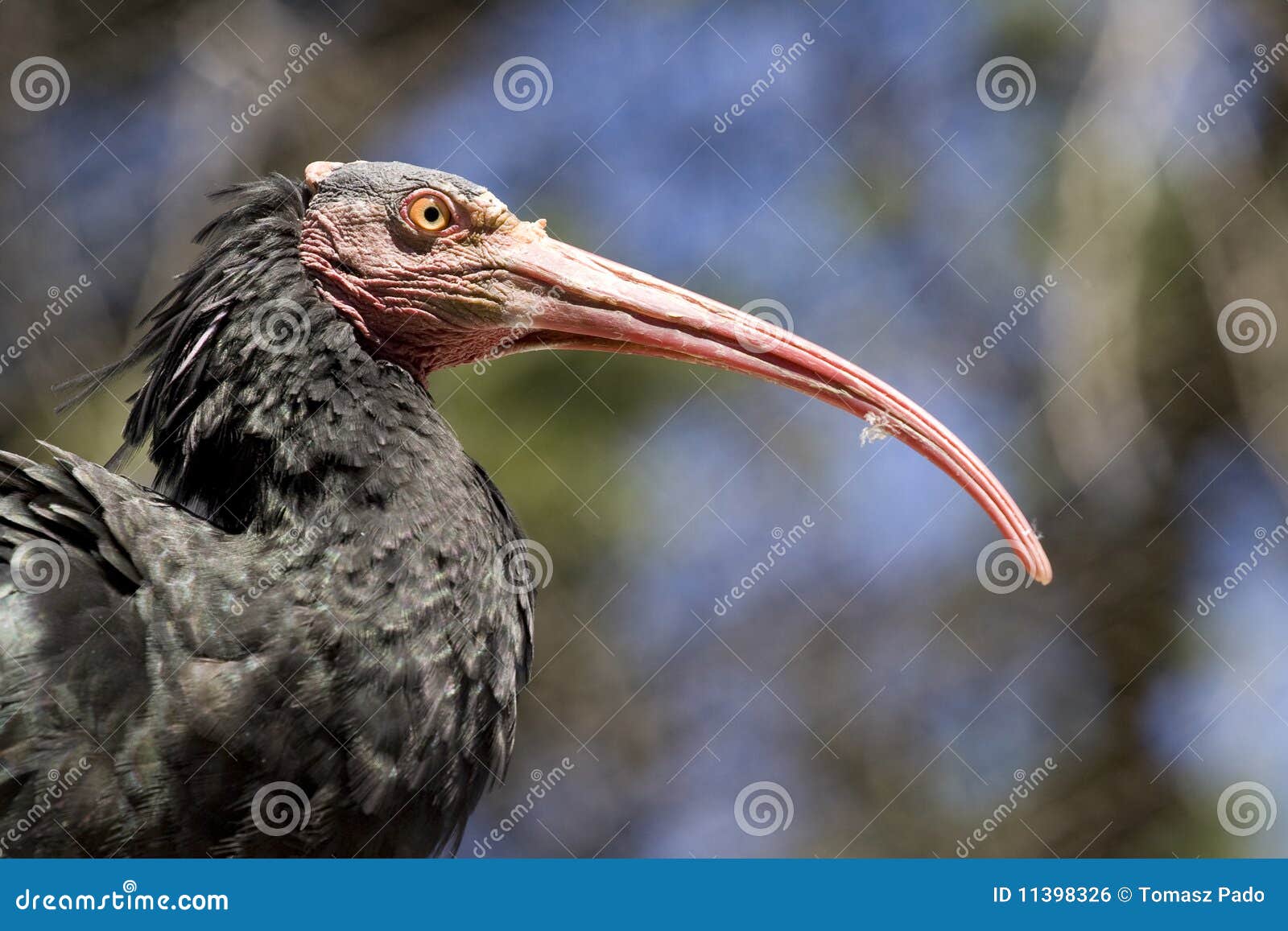 Northern Bald Ibis stock photo. Image of head, geronticus - 11398326