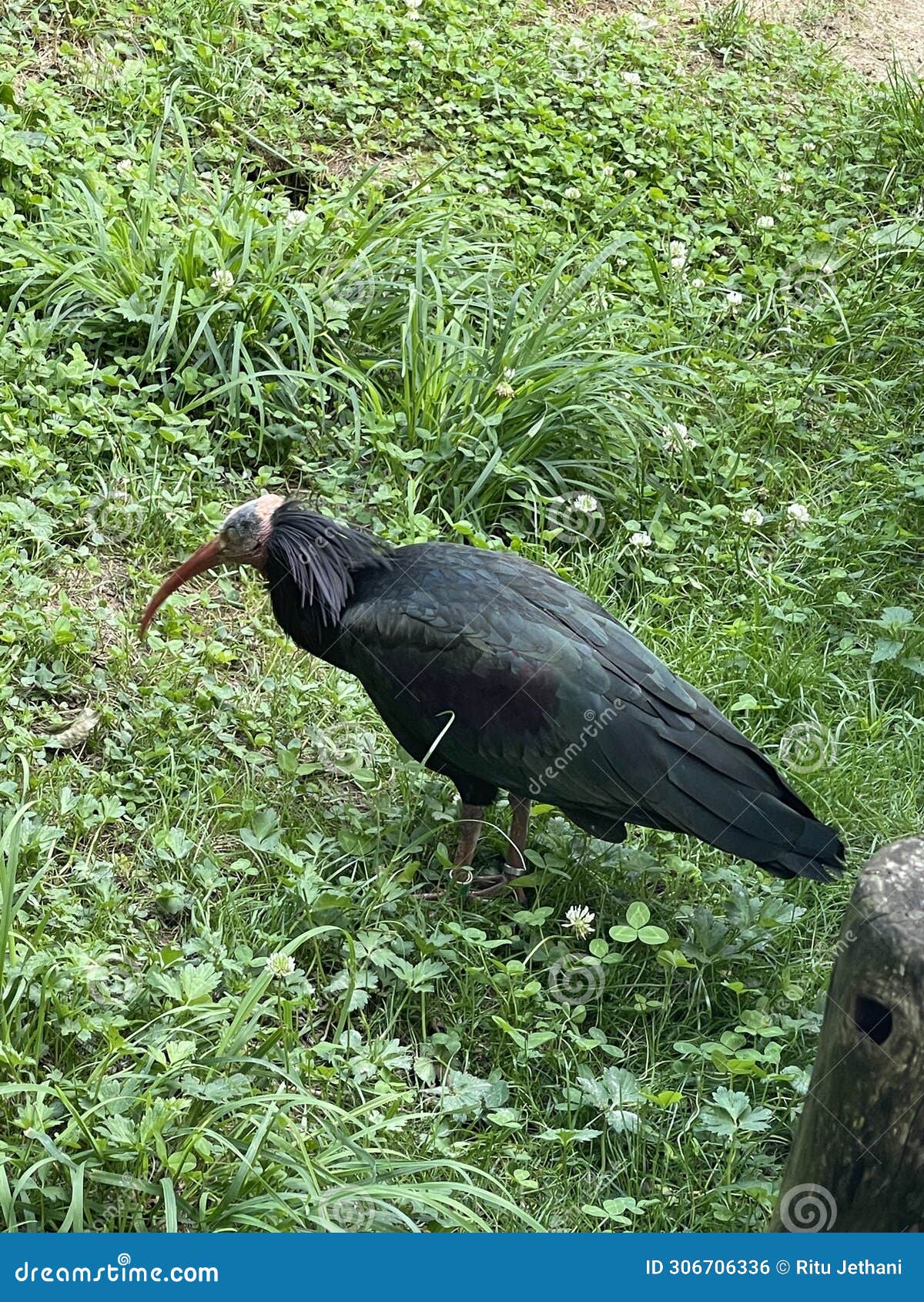 A Northern Bald Ibis Bird stock photo. Image of animal - 306706336