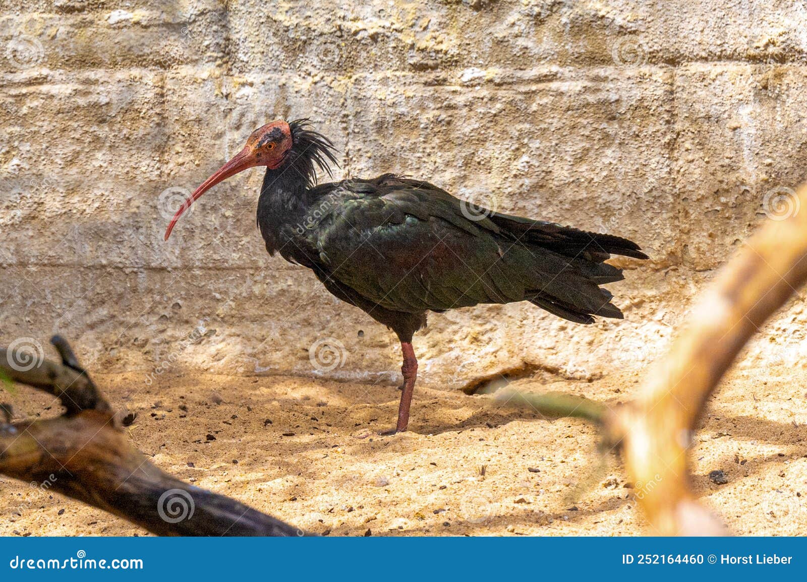 Northern Bald Ibis Geronticus Eremita. Wilhelma, Struttgart Stock Photo ...
