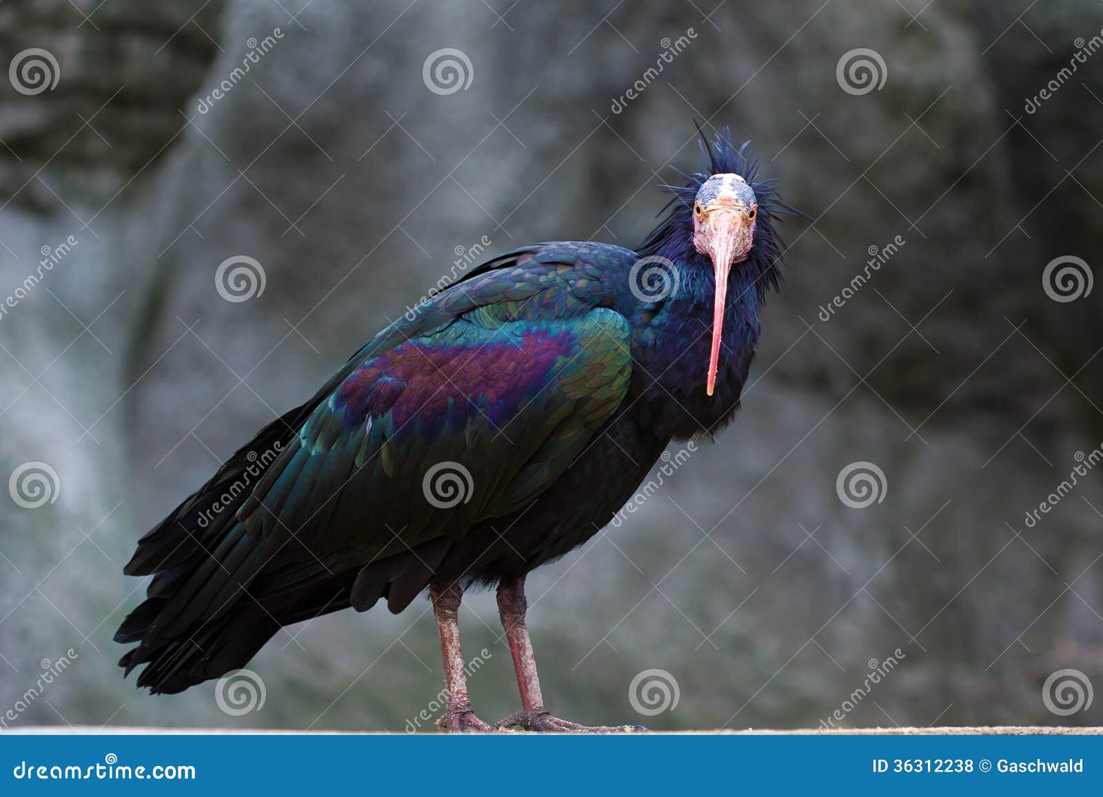 Northern Bald Ibis (Geronticus Eremita) Stock Photo - Image of ...