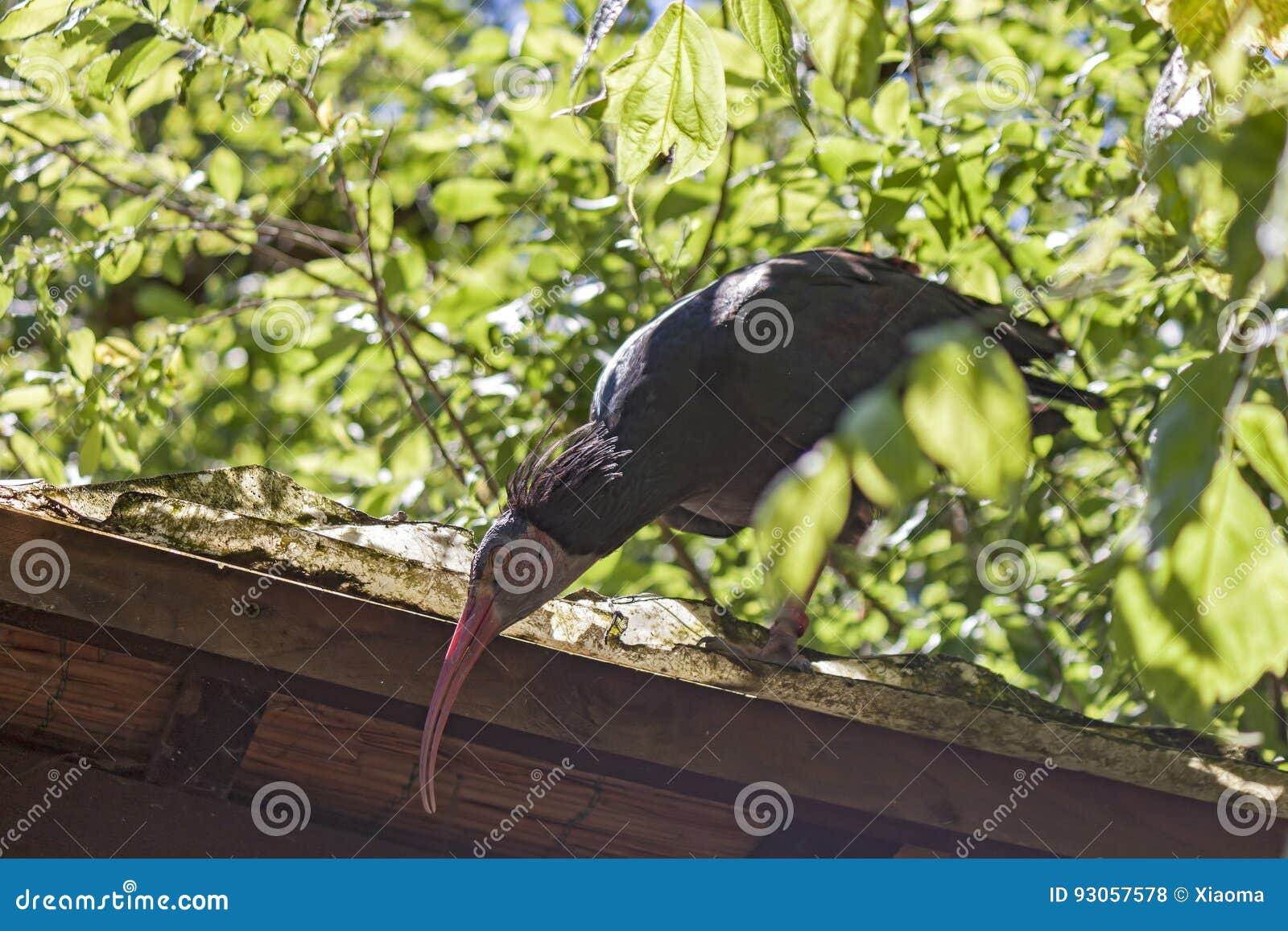 Northern Bald Ibis - Geronticus Eremita Stock Photo - Image of eremita ...