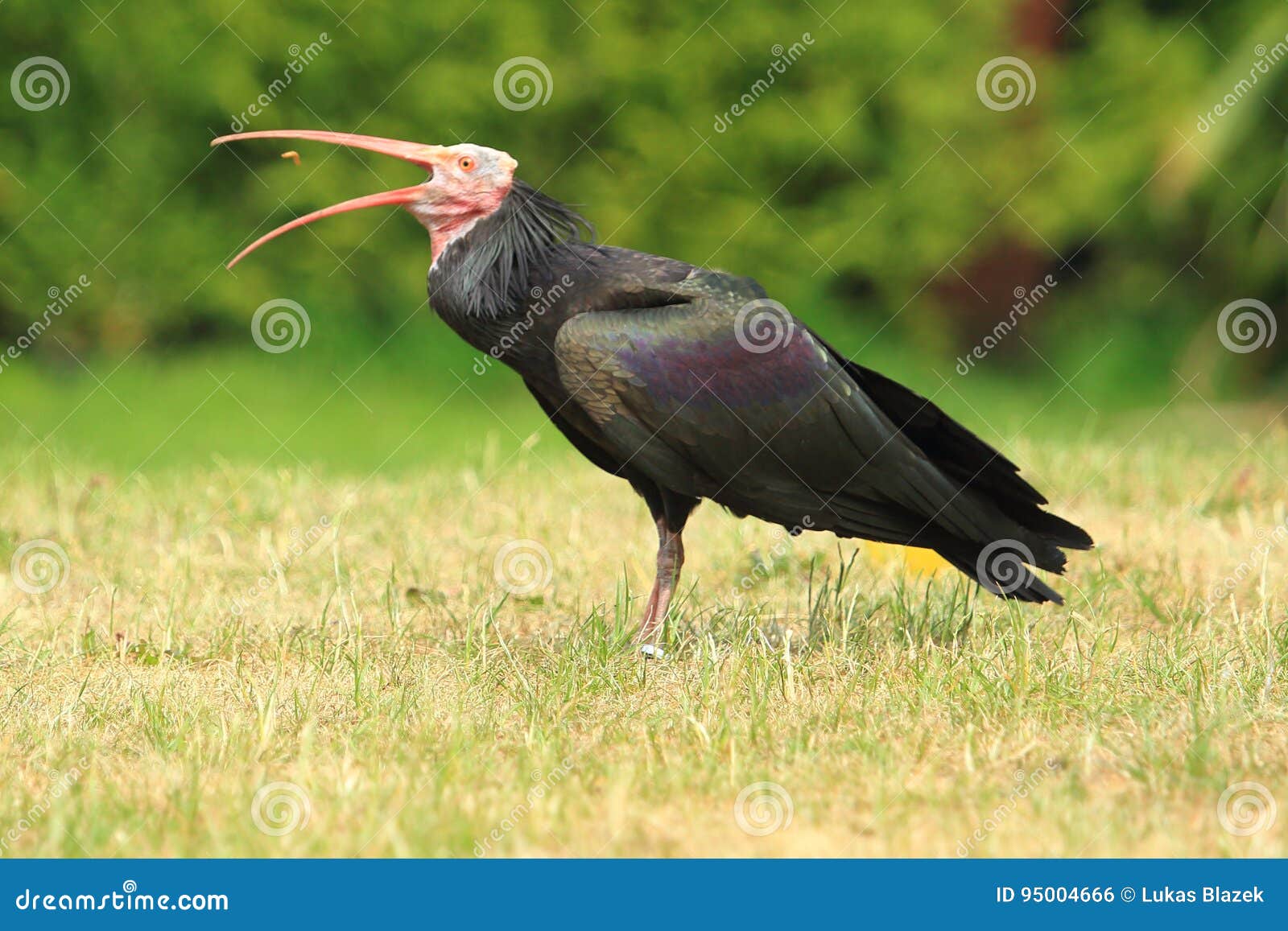 Northern bald ibis stock photo. Image of eating, open - 95004666