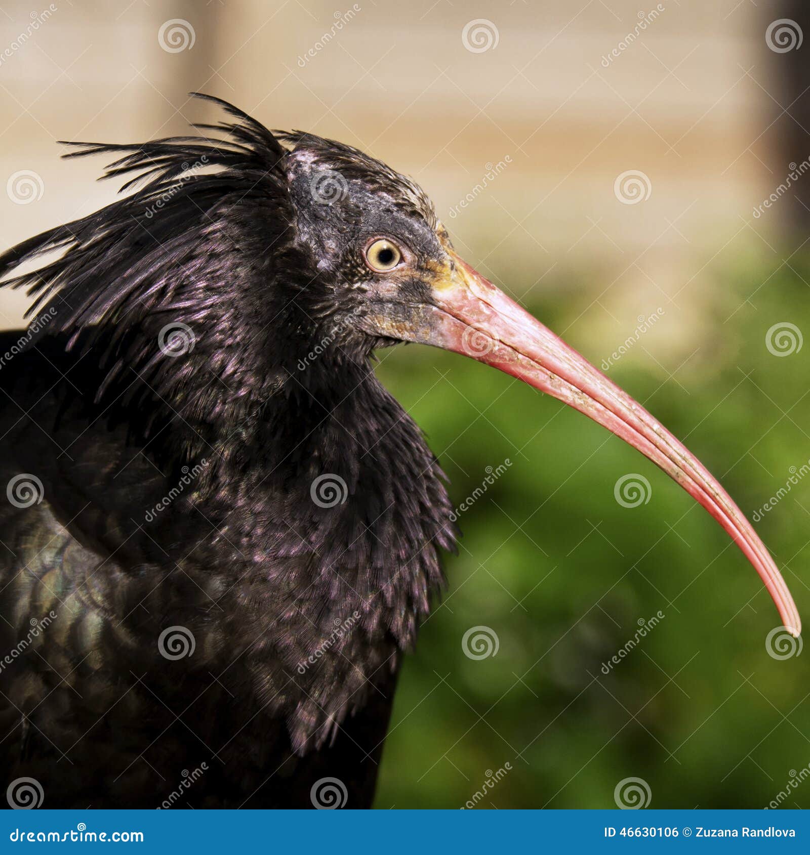 Northern bald ibis stock photo. Image of feather, hermit - 46630106