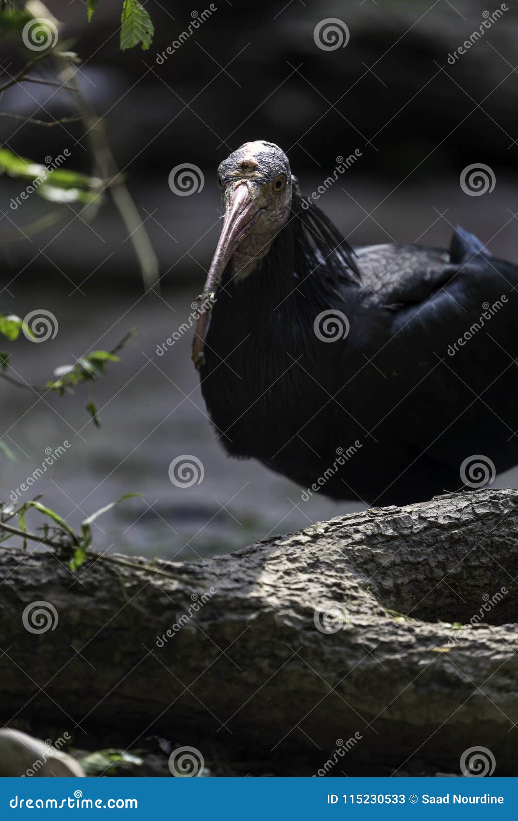 The Northern Bald Ibis, Hermit Ibis, or Waldrapp (Geronticus Ere Stock ...