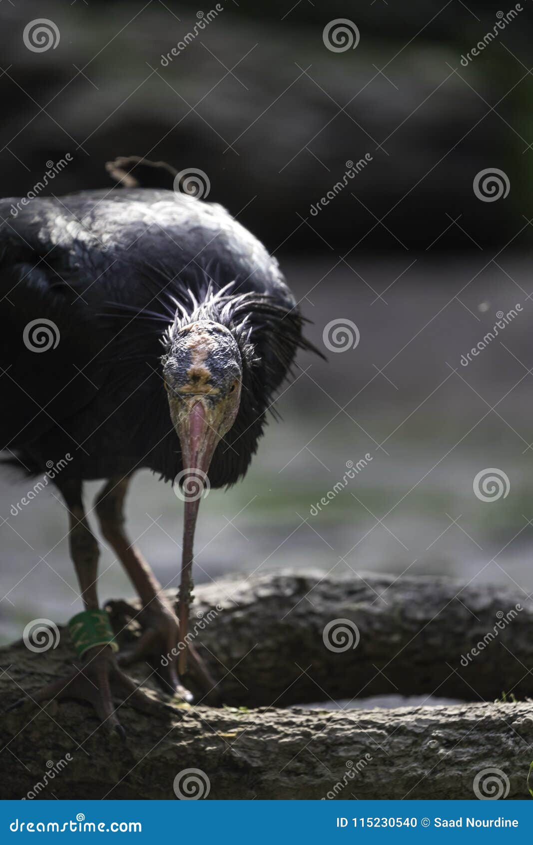 The Northern Bald Ibis, Hermit Ibis, or Waldrapp (Geronticus Ere Stock ...