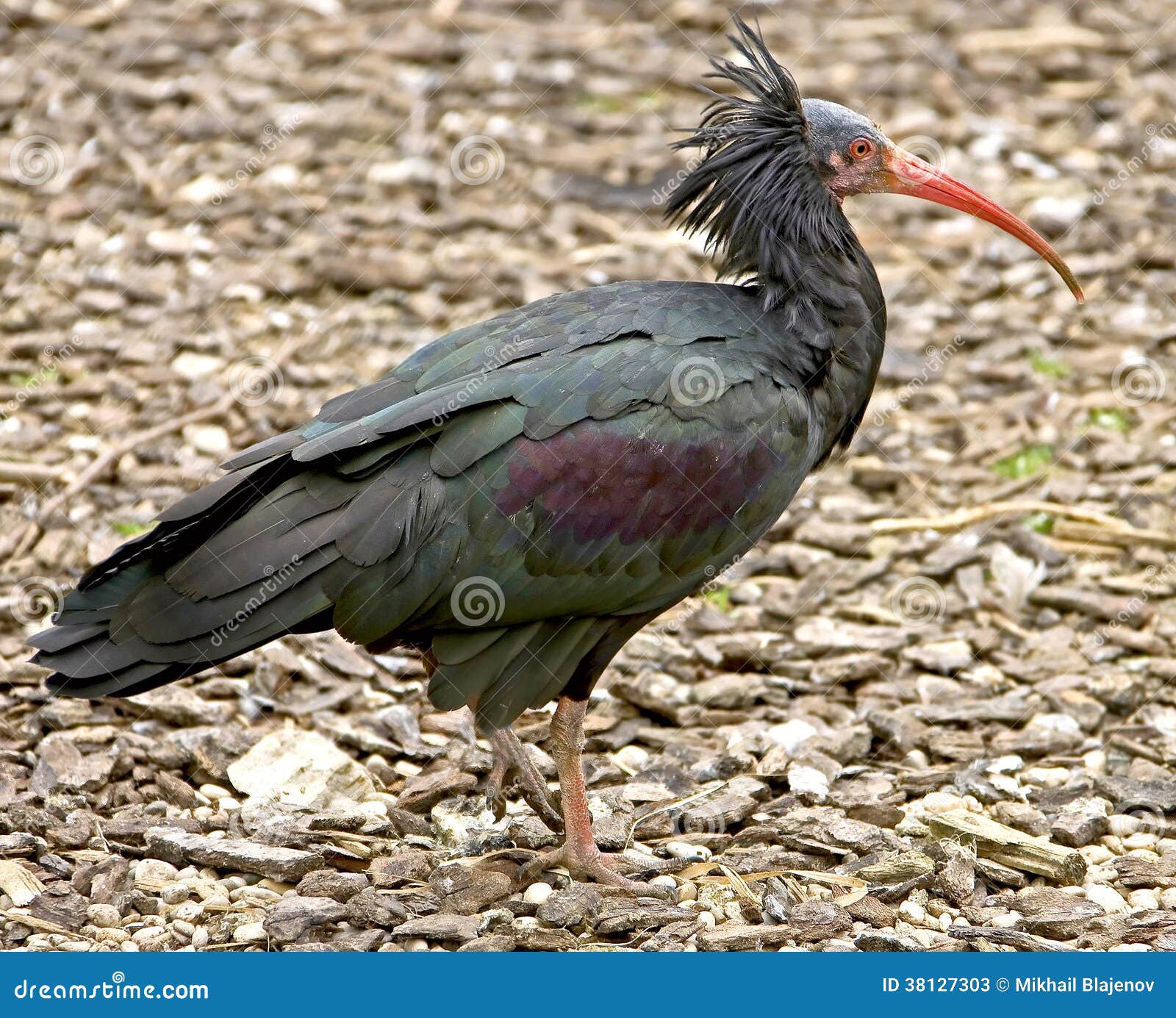 Northern Bald Ibis Royalty-Free Stock Photography | CartoonDealer.com ...