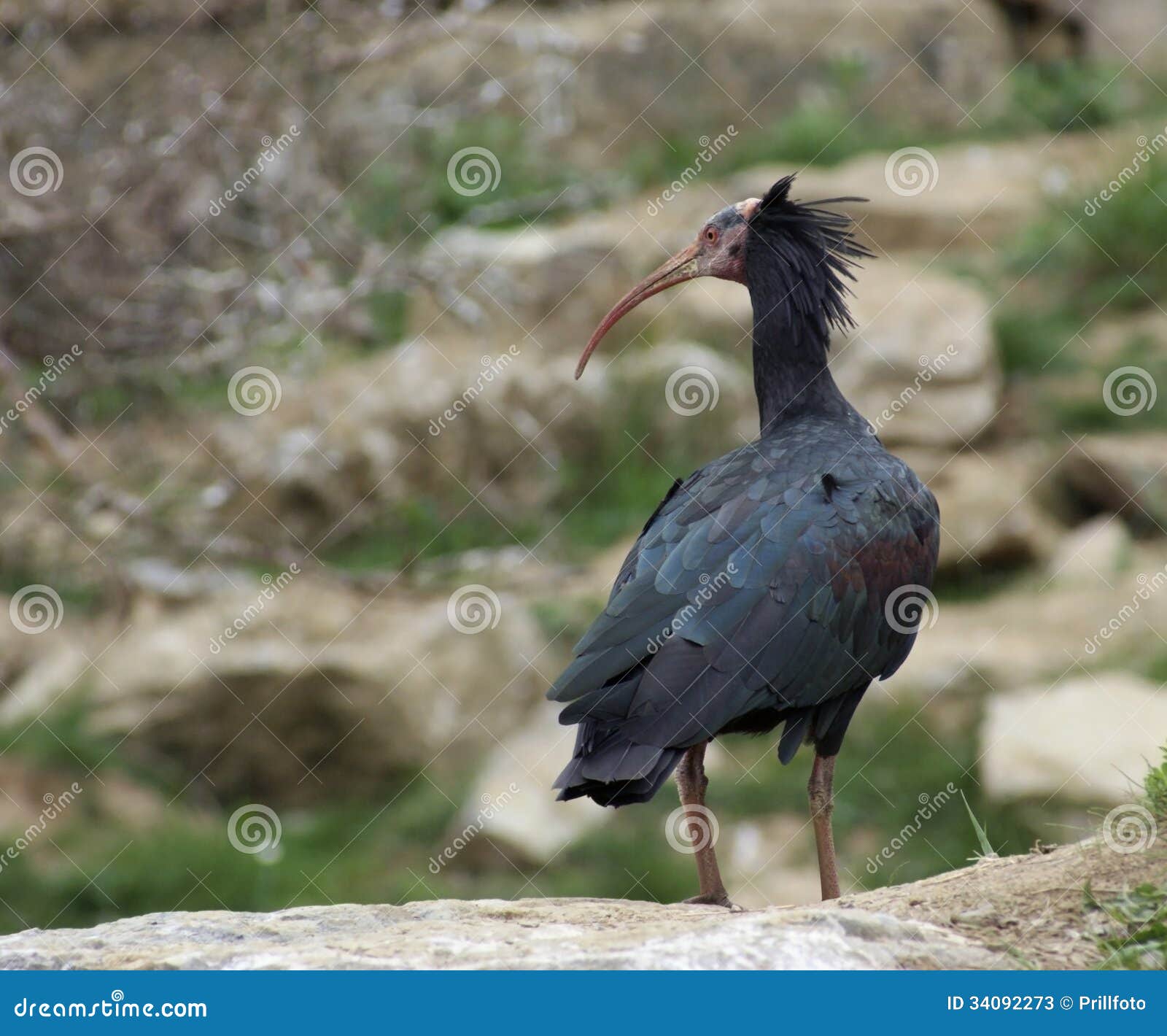 Northern Bald Ibis in Natural Back Stock Image - Image of dark, spring ...