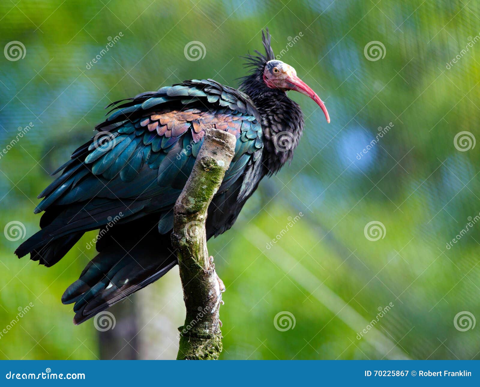 Northern Bald Ibis stock image. Image of geronticus, northern - 70225867
