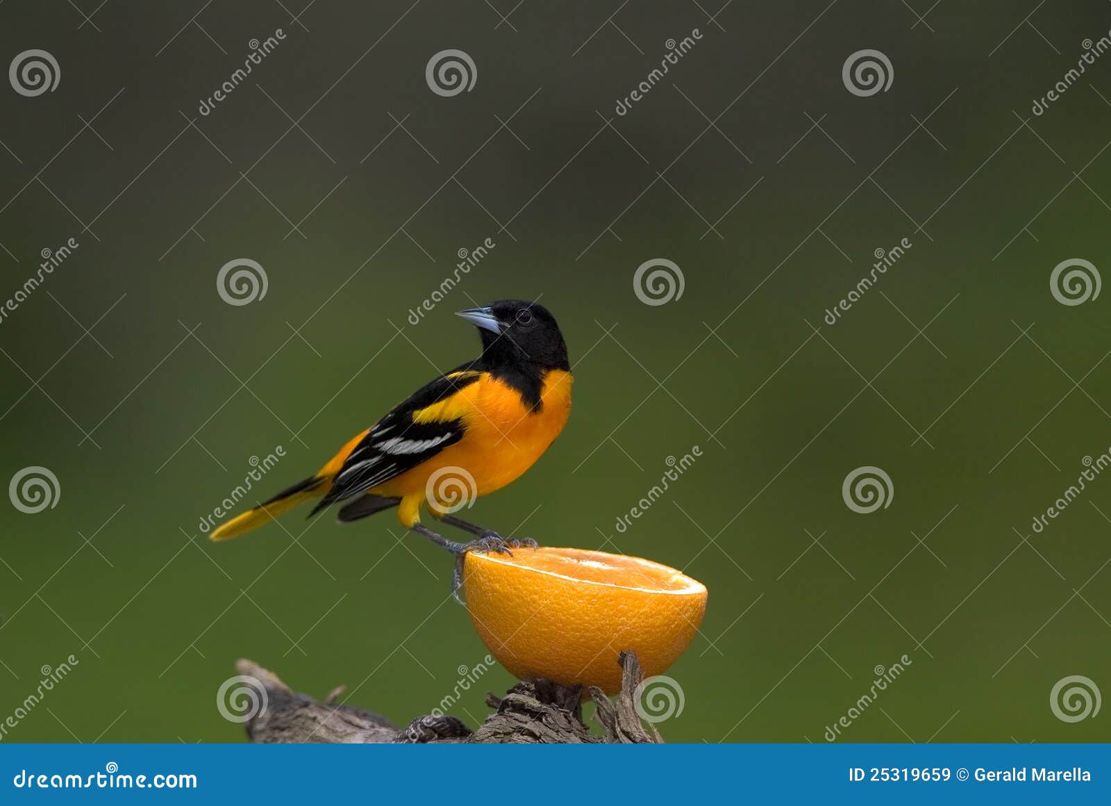 Northern Baltimore Oriole (Icterus Galbula) Stock Image - Image of bird ...