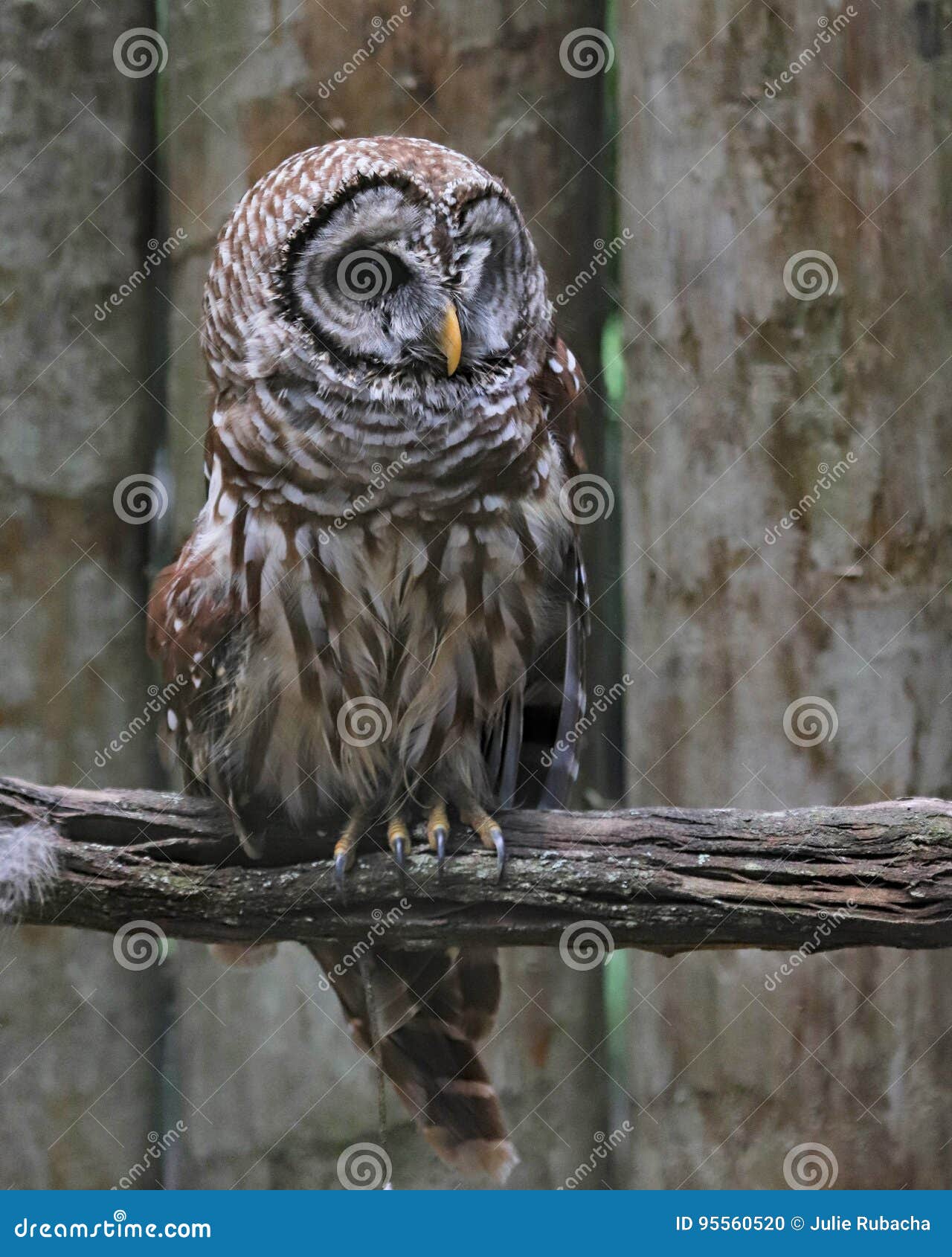 Northern Barred Owl stock photo. Image of perch, dark - 95560520