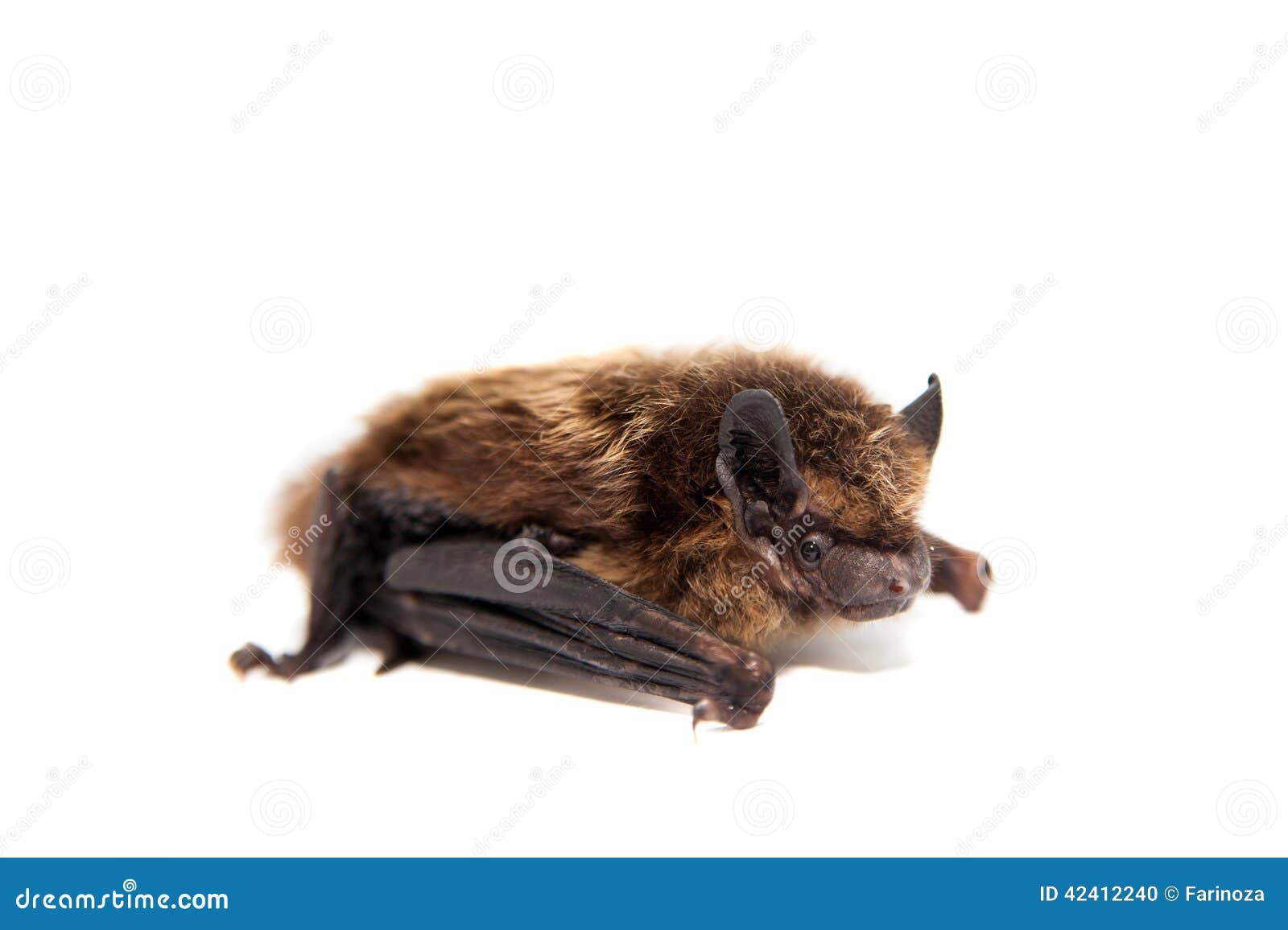 Northern bat on white. stock photo. Image of animal, shot - 42412240
