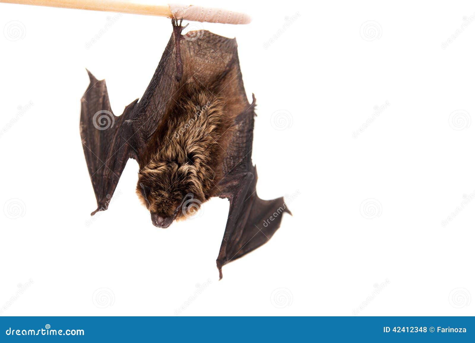 Northern bat on white. stock photo. Image of close, fang - 42412348