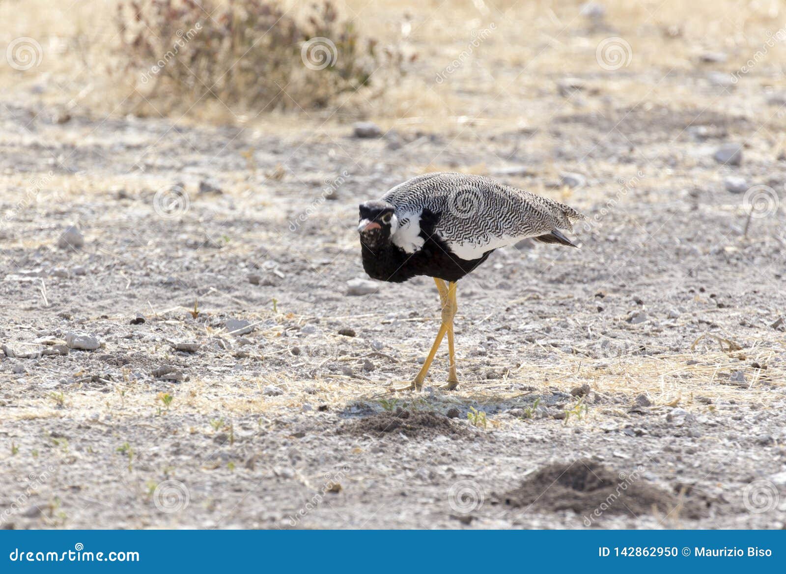 A Northern Black Korhaan Bird Stock Photo - Image of destination ...