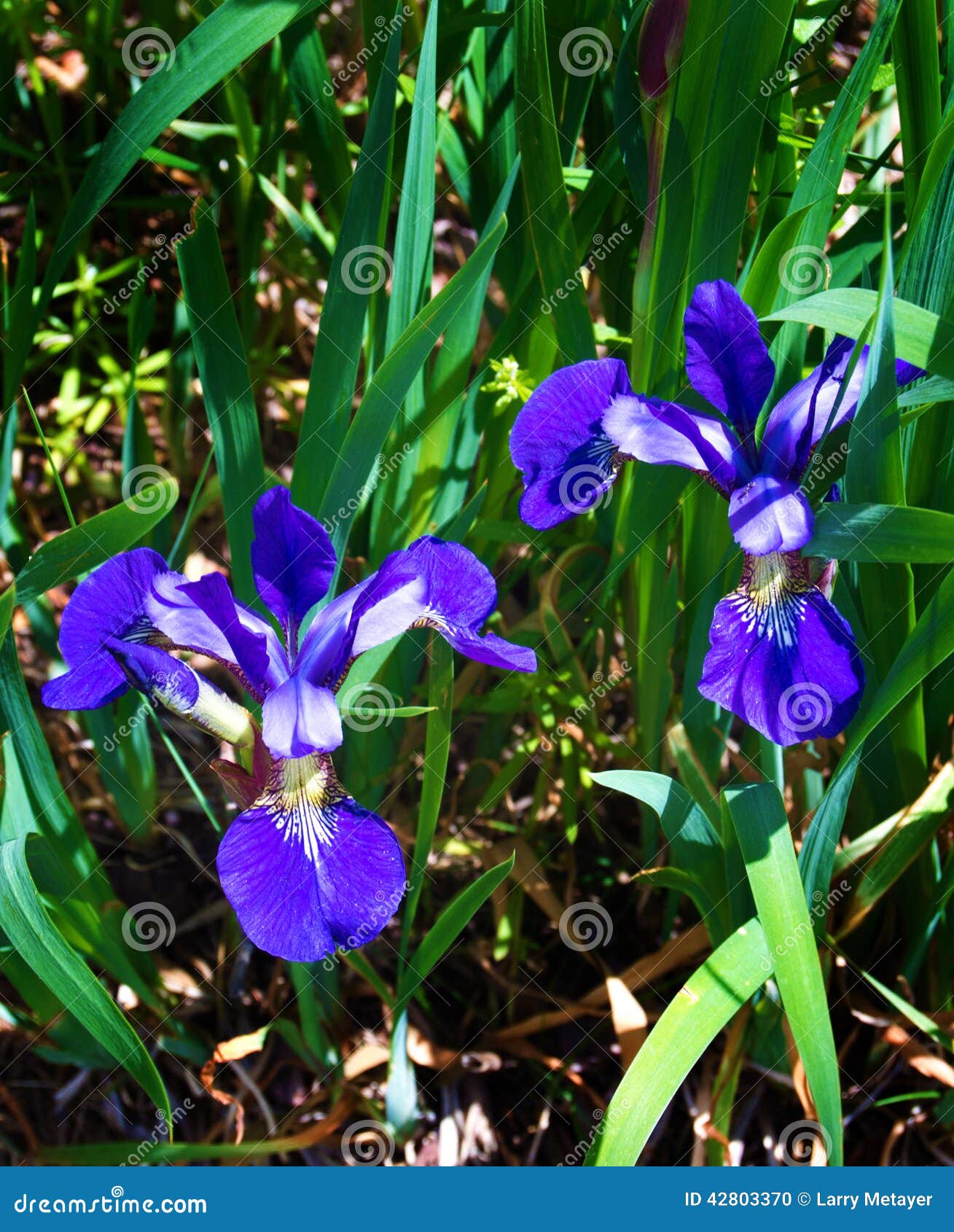 Northern Blue Flag Iris - Iris Versicolor Stock Photo - Image of iris, botany: 42803370