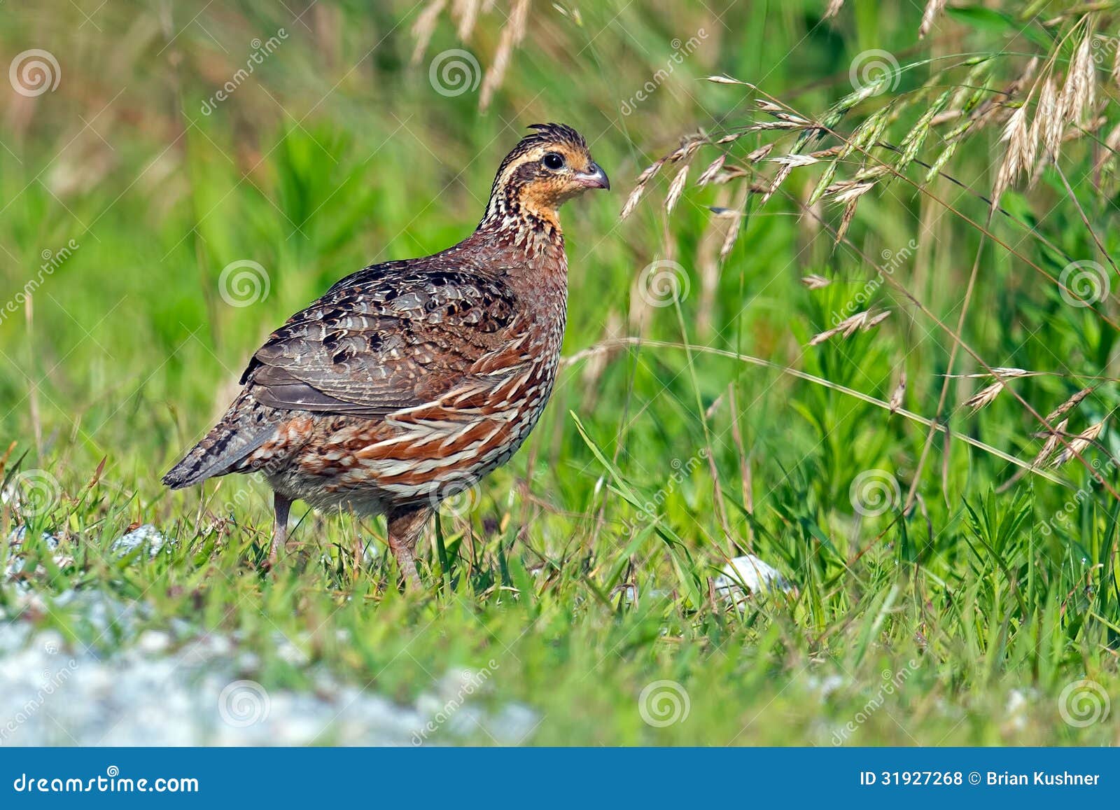 Northern Bobwhite stock photo. Image of bushes, wildlife - 31927268