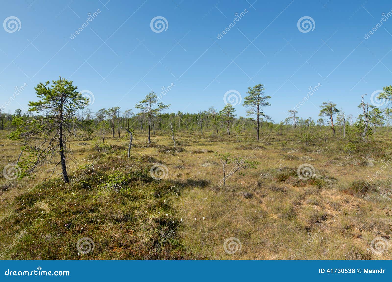 Northern bog stock photo. Image of landscape, pine, northern - 41730538