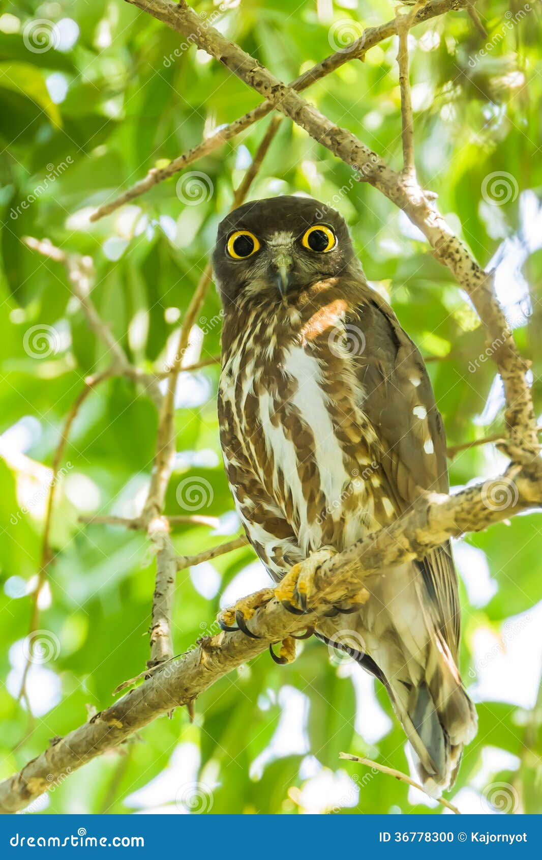 Northern Boobook stock photo. Image of hunter, close - 36778300