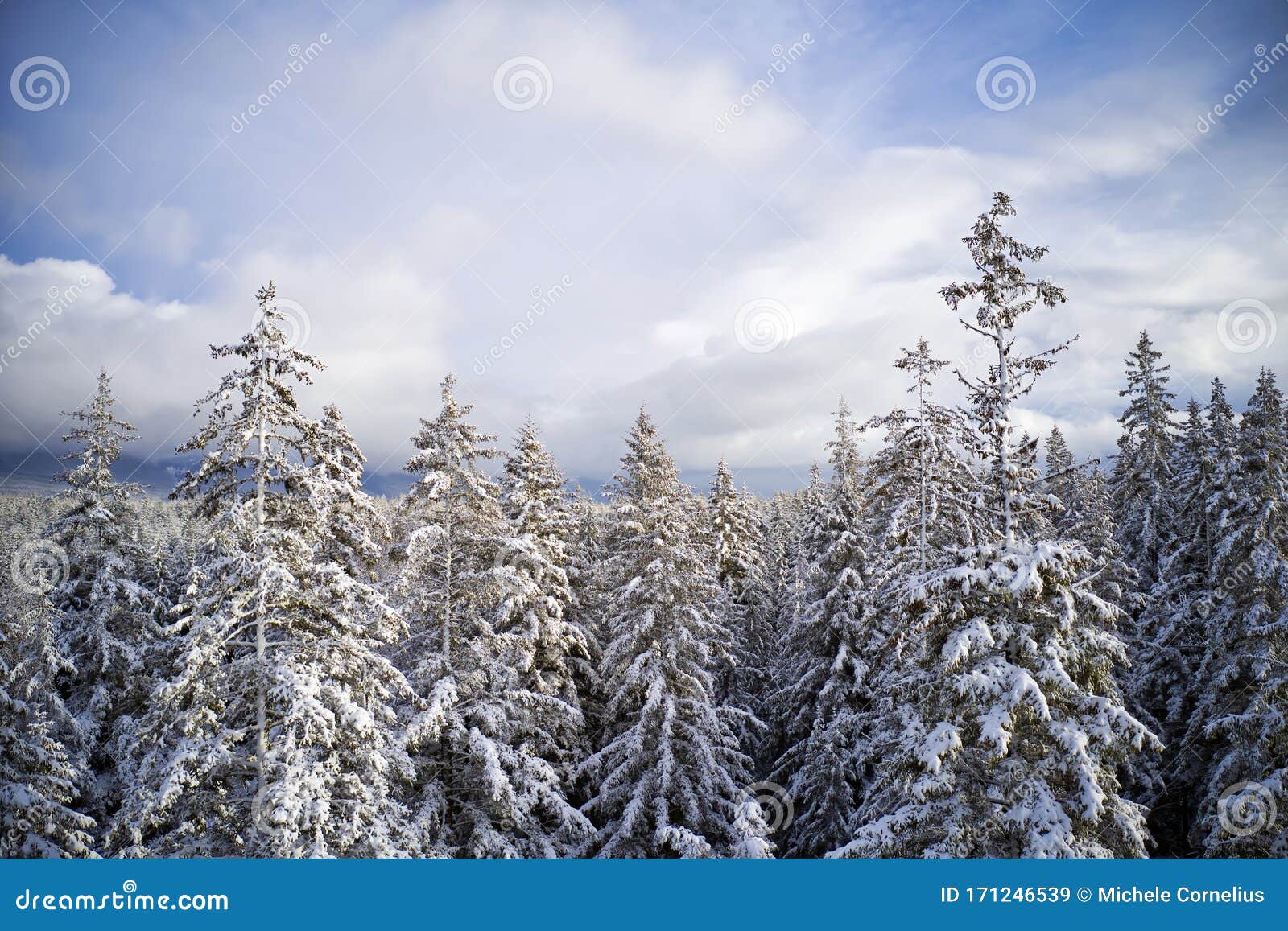 Northern Boreal Forest with Snow Stock Image - Image of southeast ...