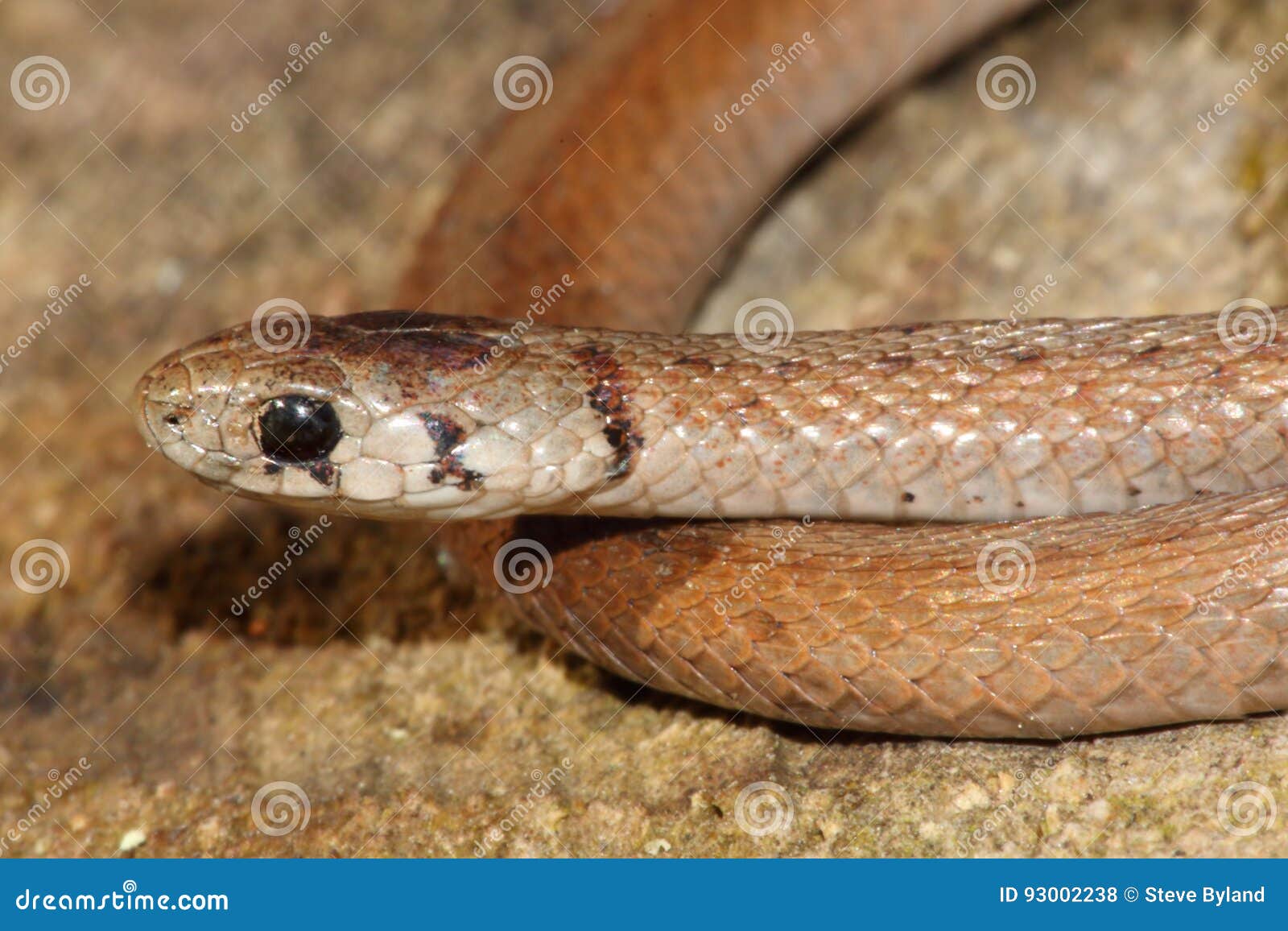 Northern Brown Snake Storeria Dekayi Stock Photo - Image of slither ...