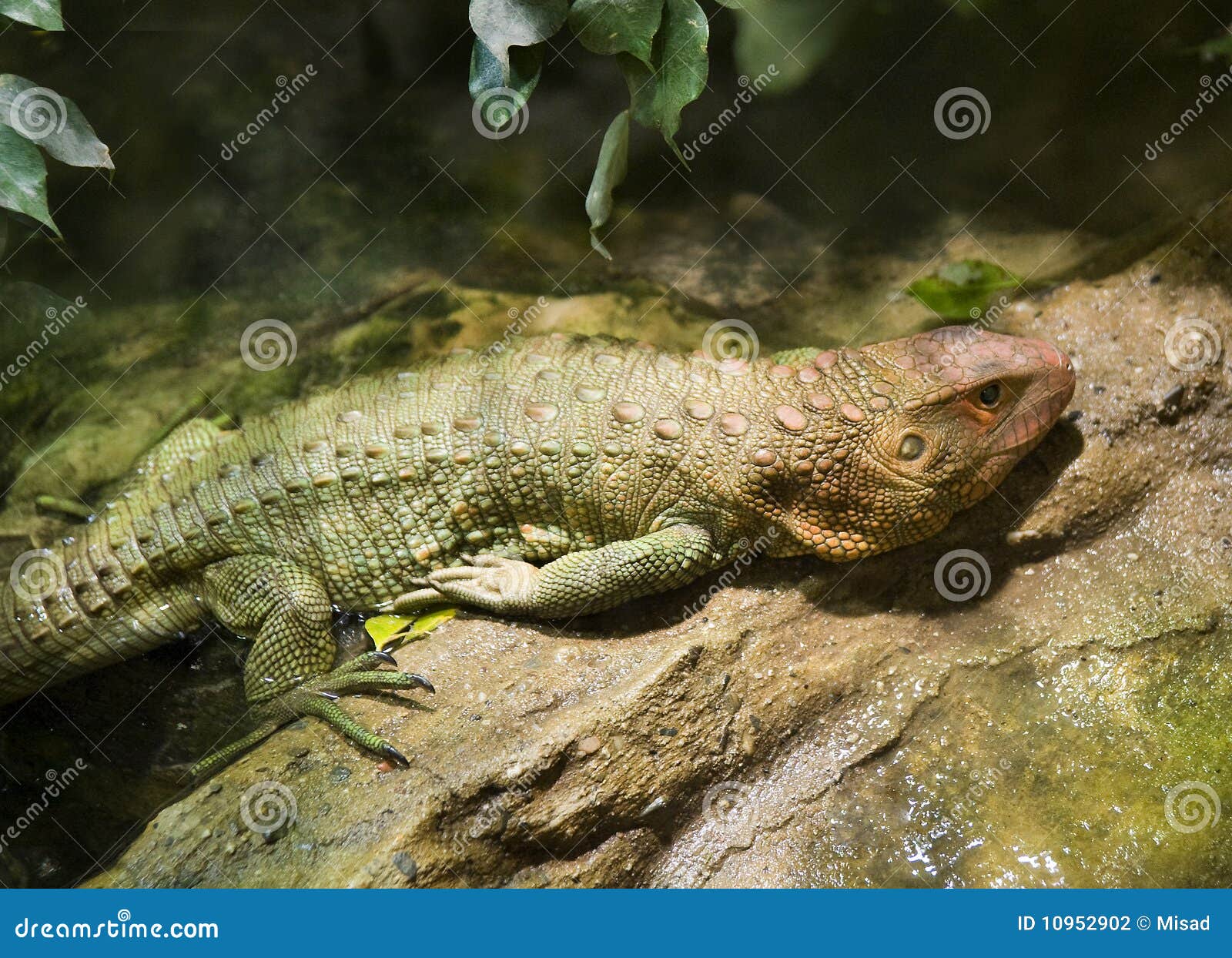 Northern Caiman Lizard stock photo. Image of orange, guianensis - 10952902