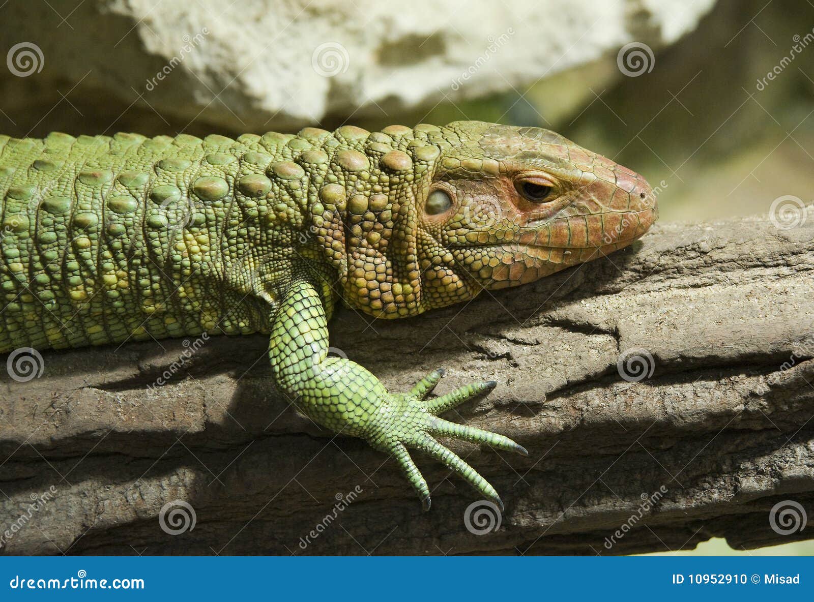 Northern Caiman Lizard stock photo. Image of orange, northern - 10952910