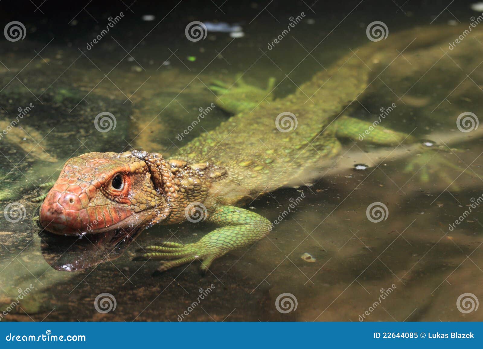 Northern Caiman Lizard Stock Photo | CartoonDealer.com #31370310