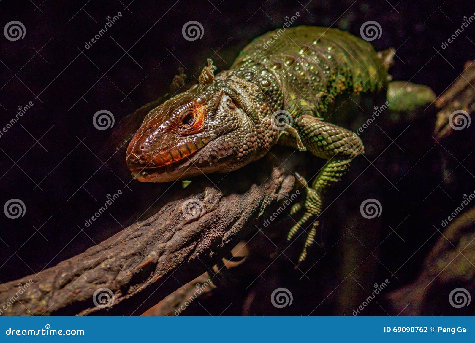 Northern Caiman Lizard stock photo. Image of horizontal - 69090762