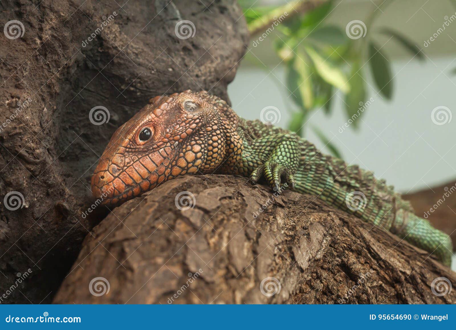 Northern Caiman Lizard Dracaena Guianensis Stock Photo - Image of ...