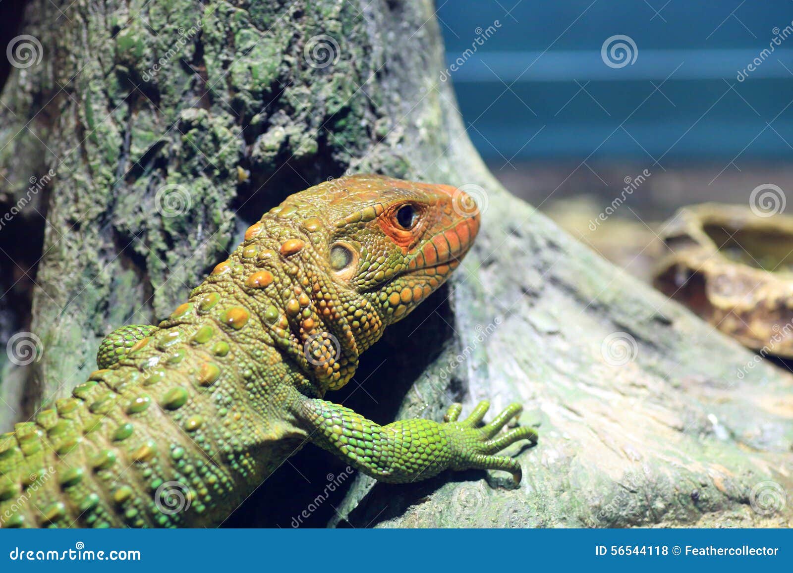 Northern Caiman Lizard Stock Photo | CartoonDealer.com #31370310