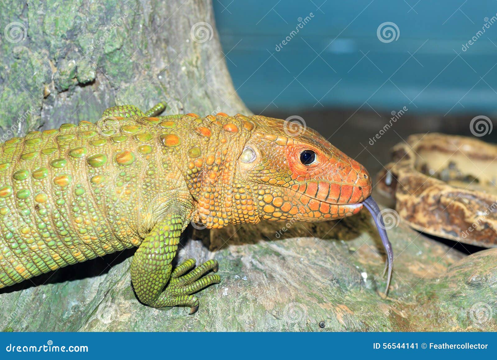 Northern Caiman Lizard stock image. Image of south, lizard - 56544141