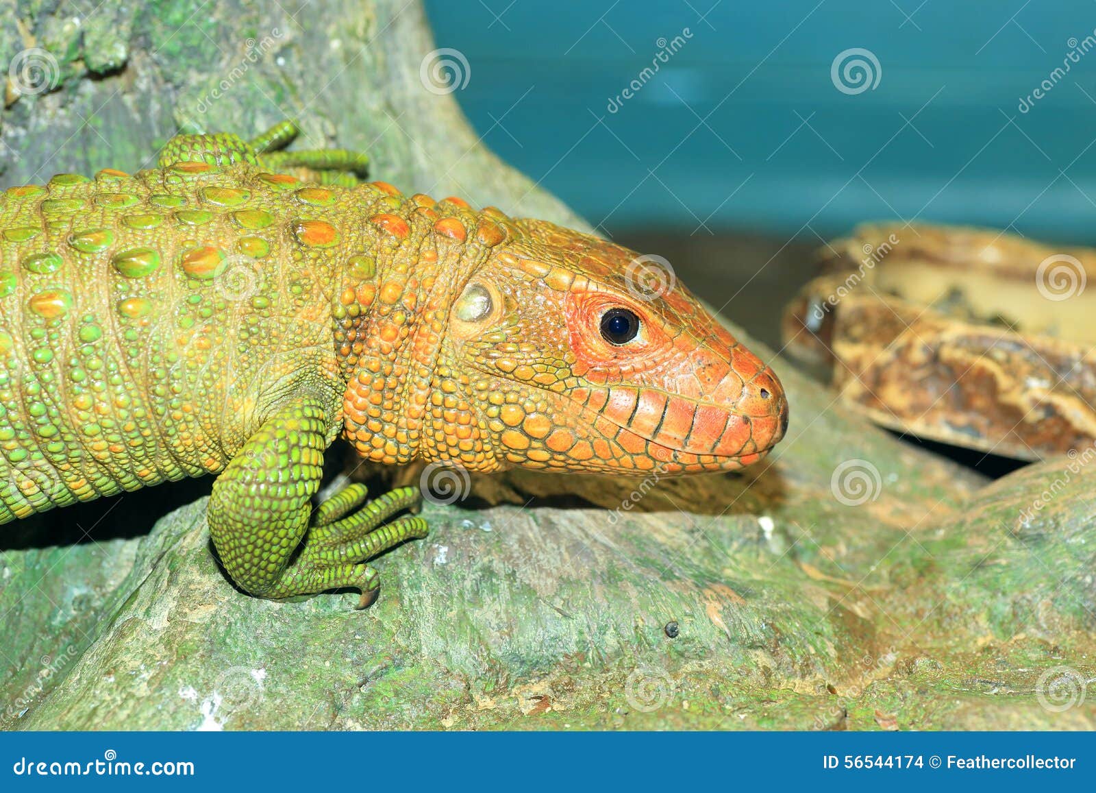 Northern Caiman Lizard stock photo. Image of wildlife - 56544174