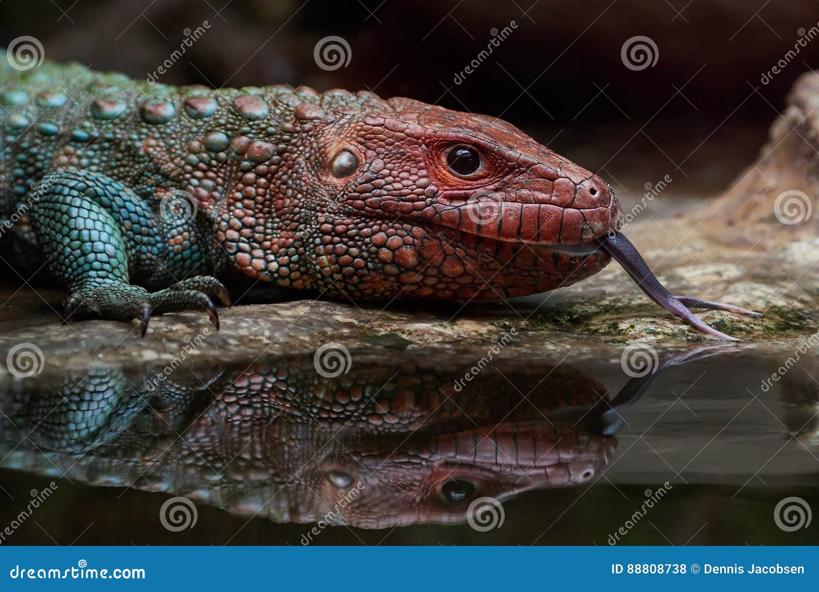 Northern Caiman Lizard Stock Photo | CartoonDealer.com #31370310