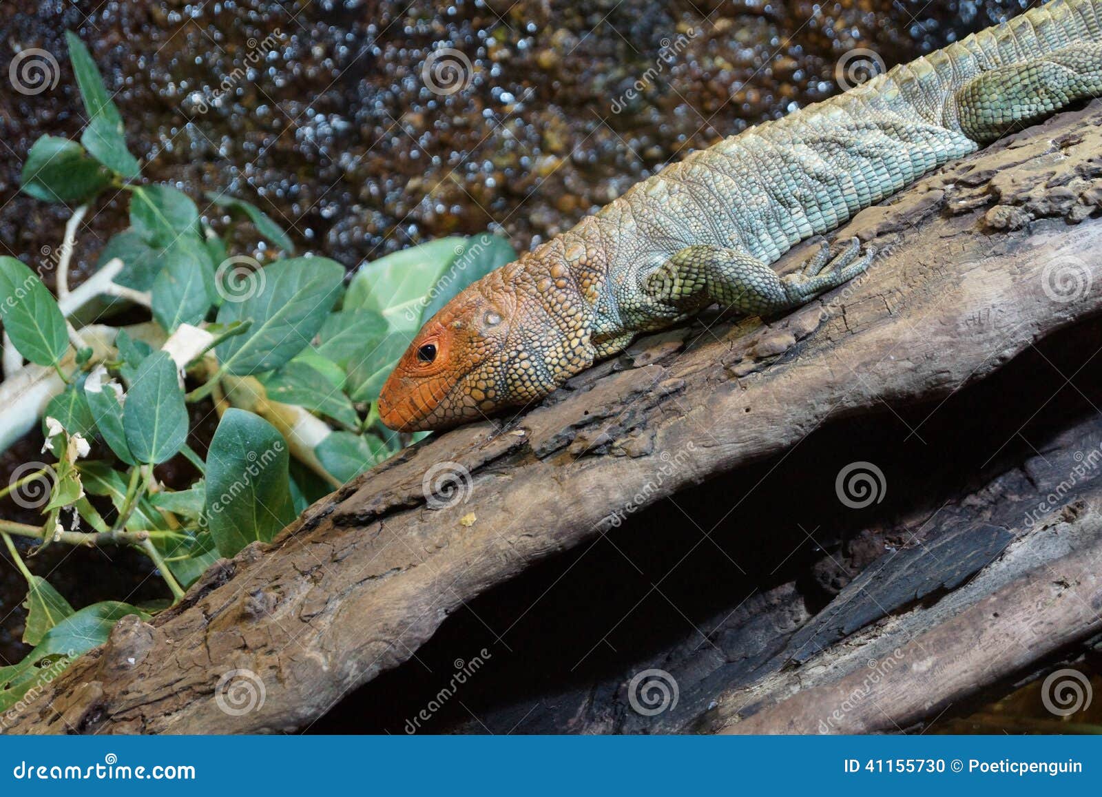 Northern Caiman Lizard - Dracaena Guianensis Stock Photo - Image of ...