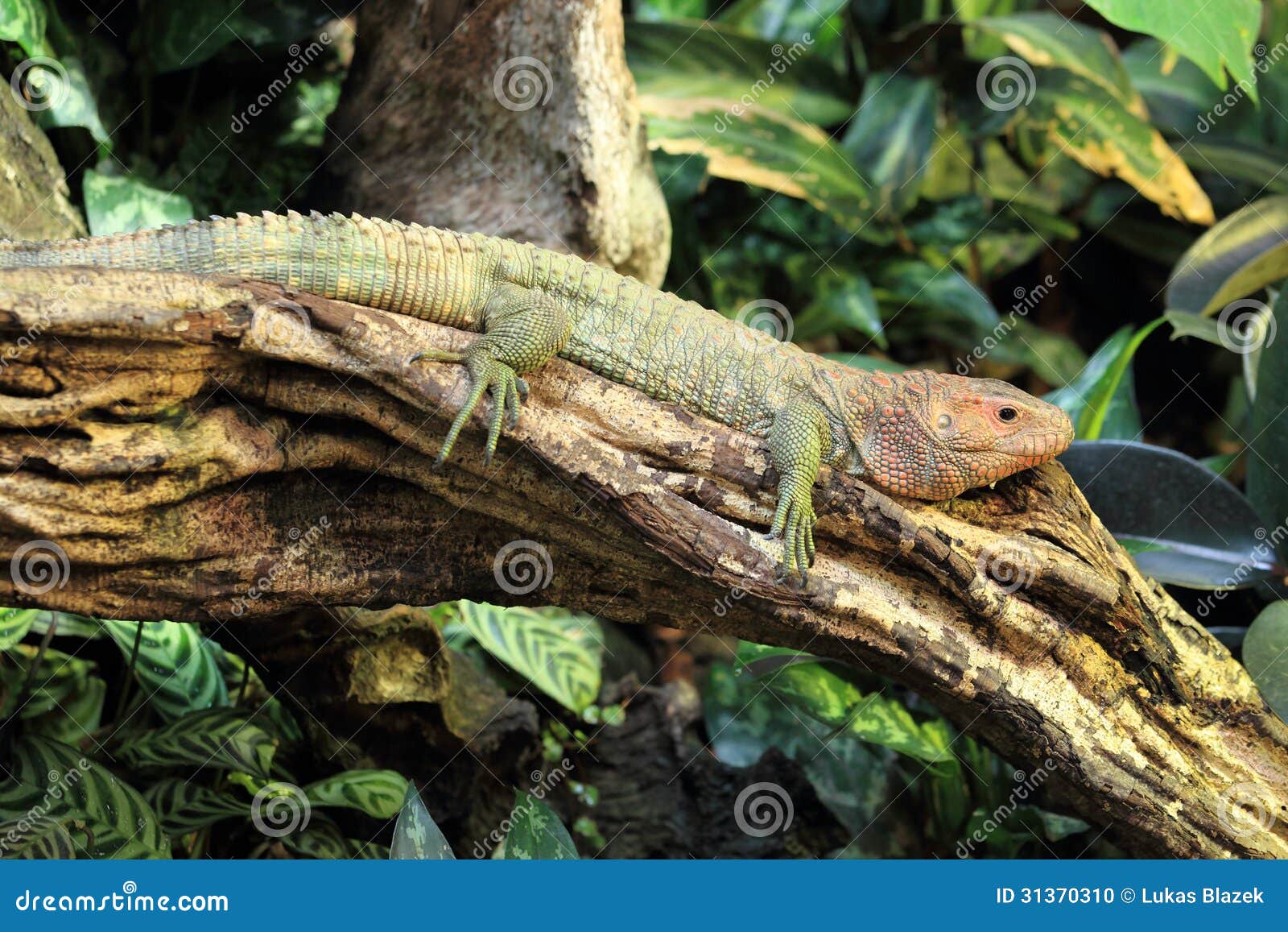 Northern caiman lizard stock photo. Image of lying, nature - 31370310