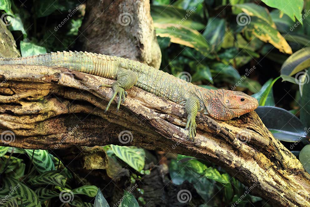 Northern caiman lizard stock photo. Image of lying, nature - 31370310