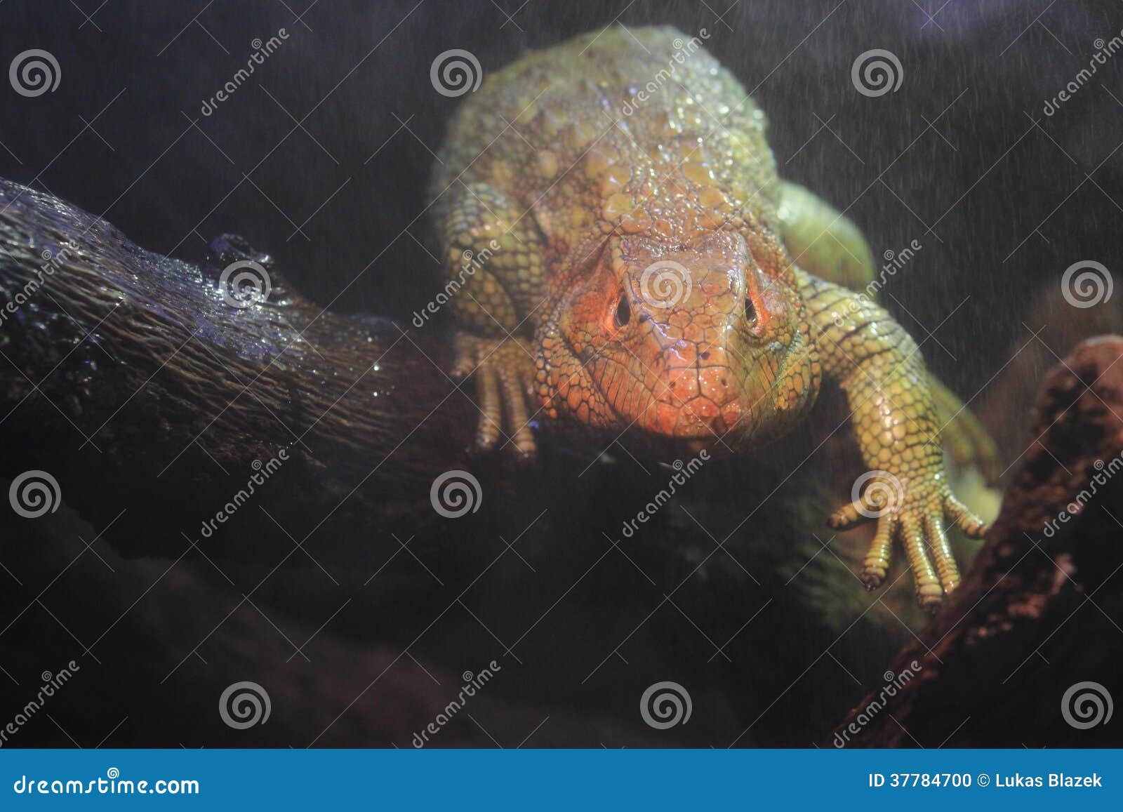 Northern Caiman Lizard Stock Photo | CartoonDealer.com #31370310