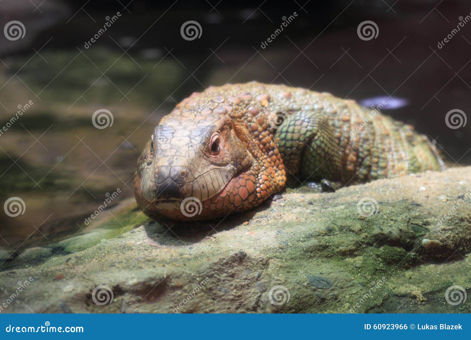 Northern Caiman Lizard Stock Photo | CartoonDealer.com #31370310