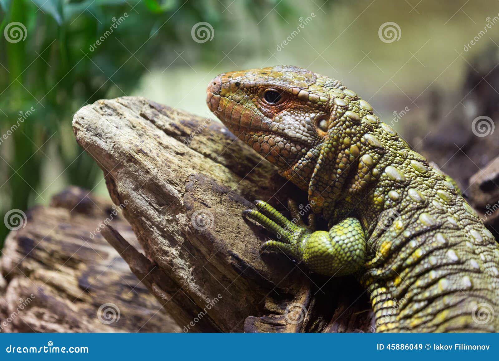 Northern Caiman Lizard stock image. Image of animal, white - 45886049
